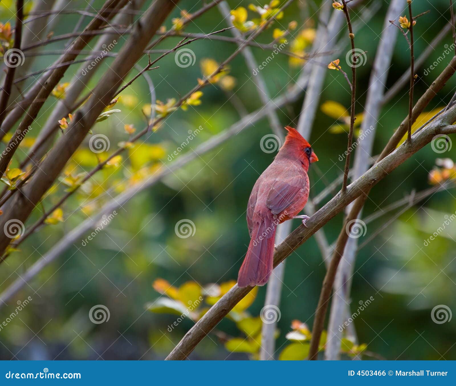 Cardinal stock photo. Image of aviary, beak, branches - 4503466