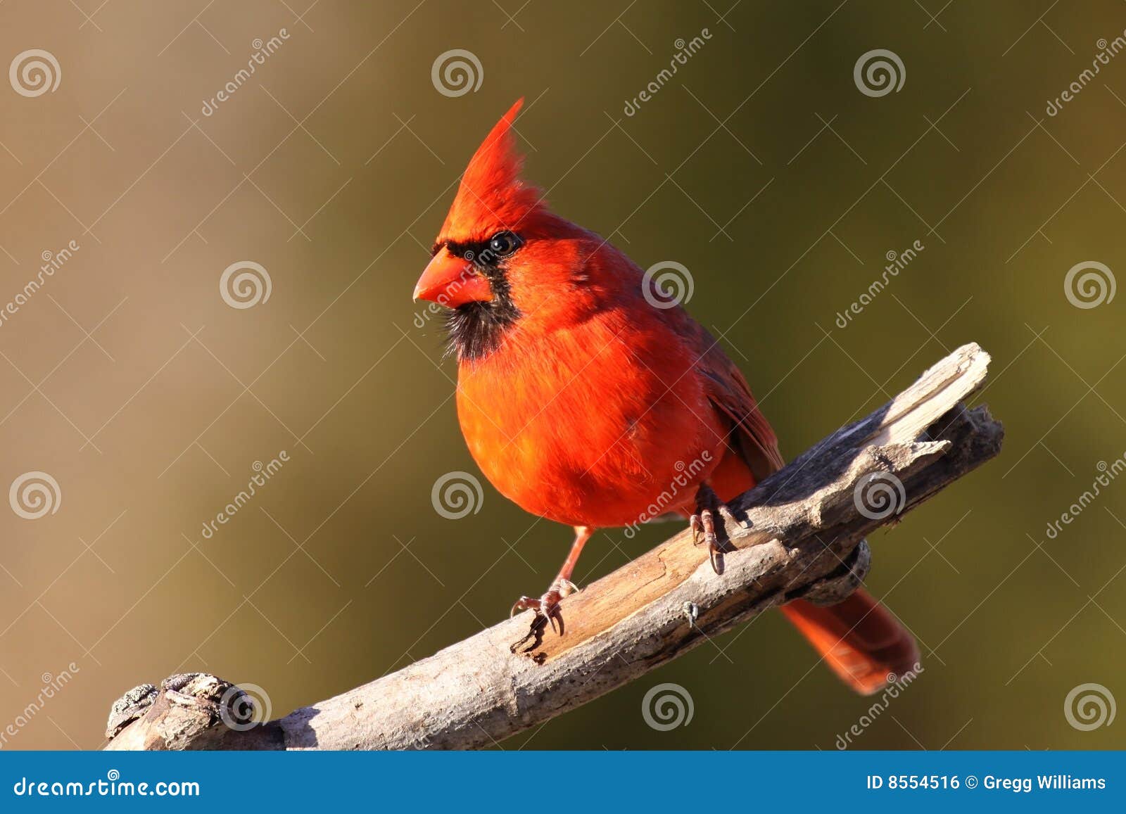 Cardinal stock photo. Image of missouri, state, cardinal - 8554516
