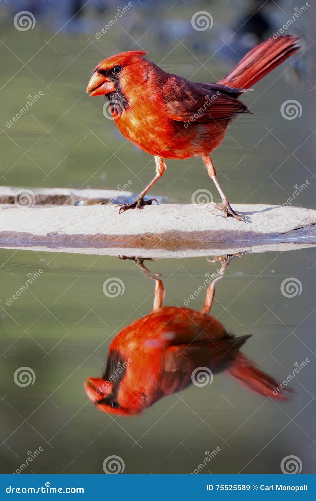 Cardinal action pose stock image. Image of pose, branch - 75525589