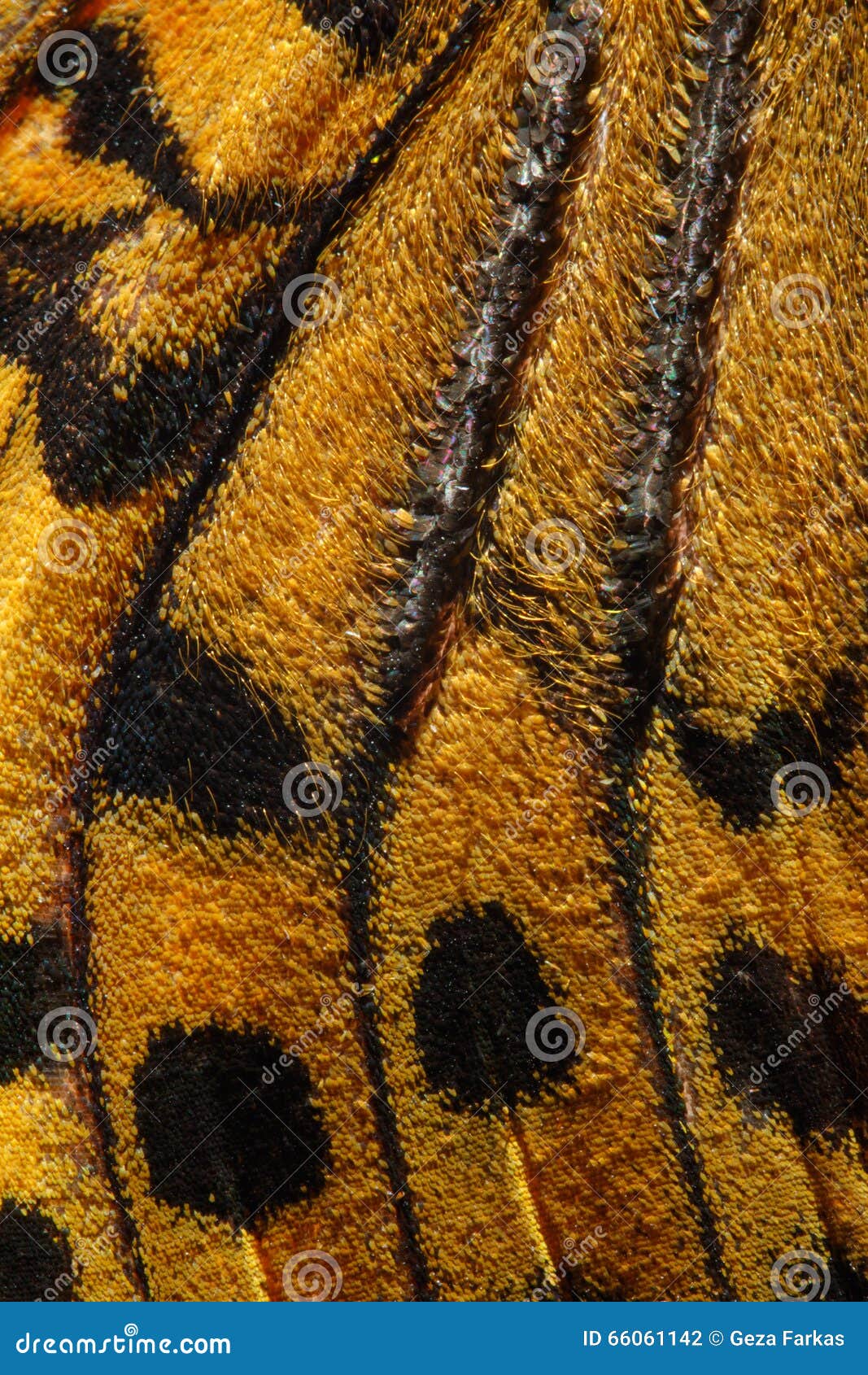 Butterfly Cardinal Royalty-Free Stock Photography | CartoonDealer.com ...
