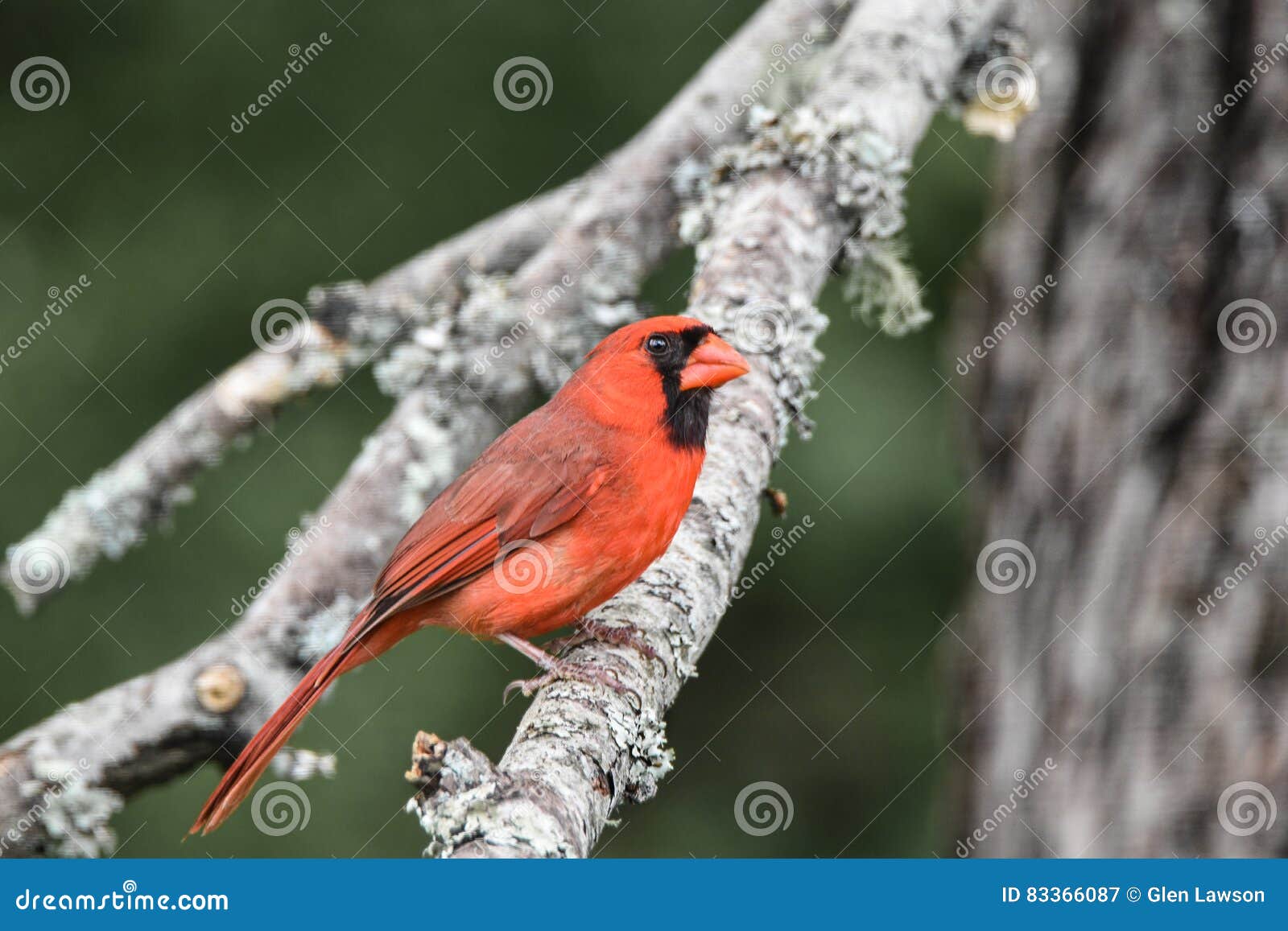 Cardinal stock image. Image of bright, tree, limb, cardinal - 83366087