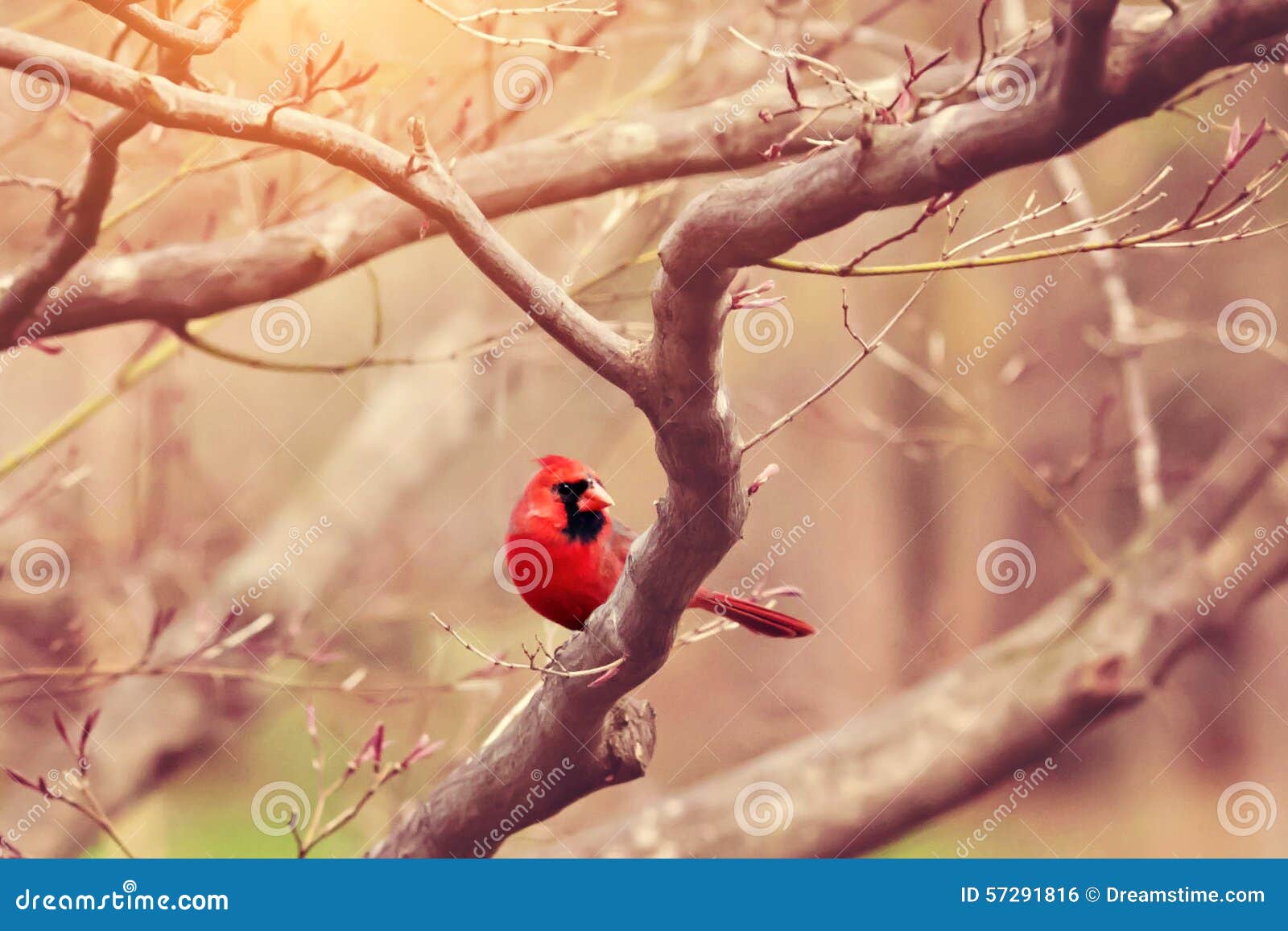 Cardinal stock photo. Image of bird, cardinal, spring - 57291816