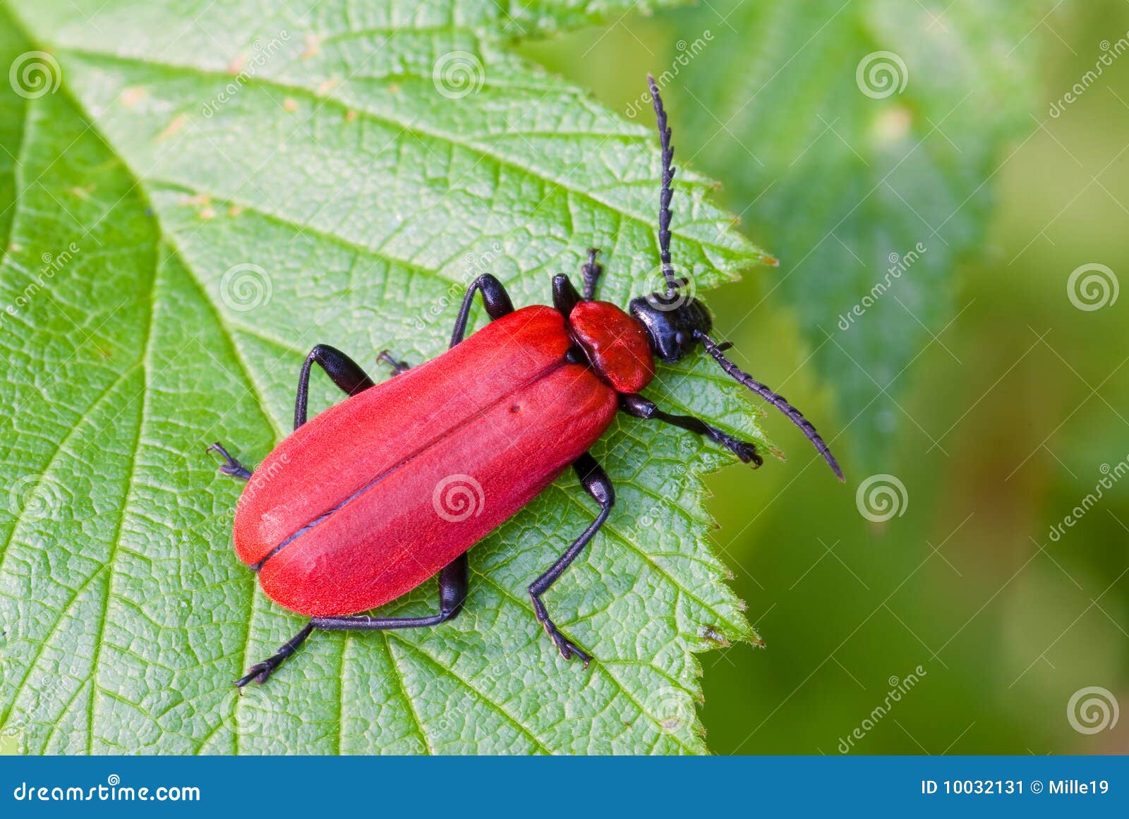 Cardinal Beetle stock image. Image of crimson, coccinea - 10032131