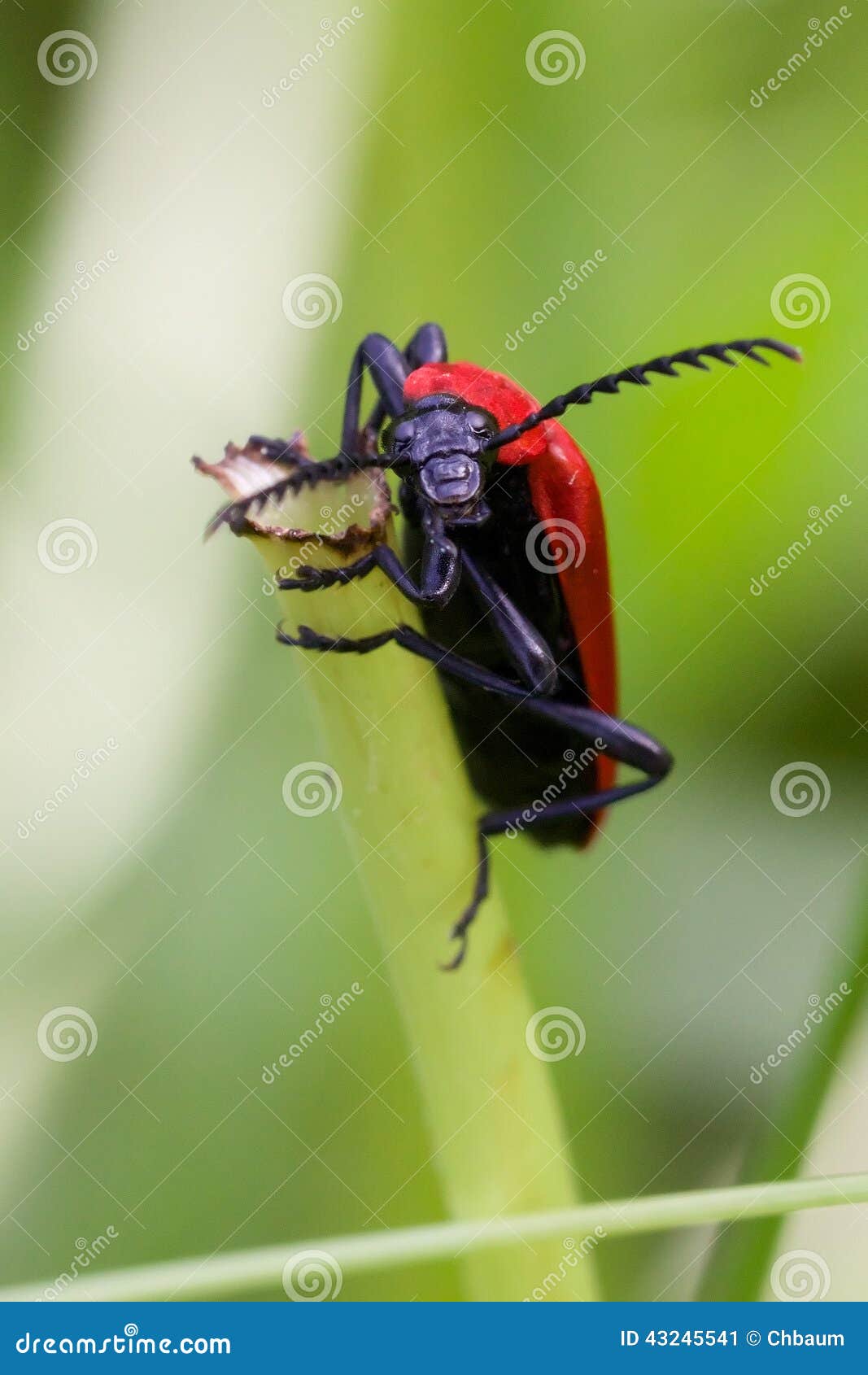 Cardinal Beetle Macro stock image. Image of nature, animals - 43245541