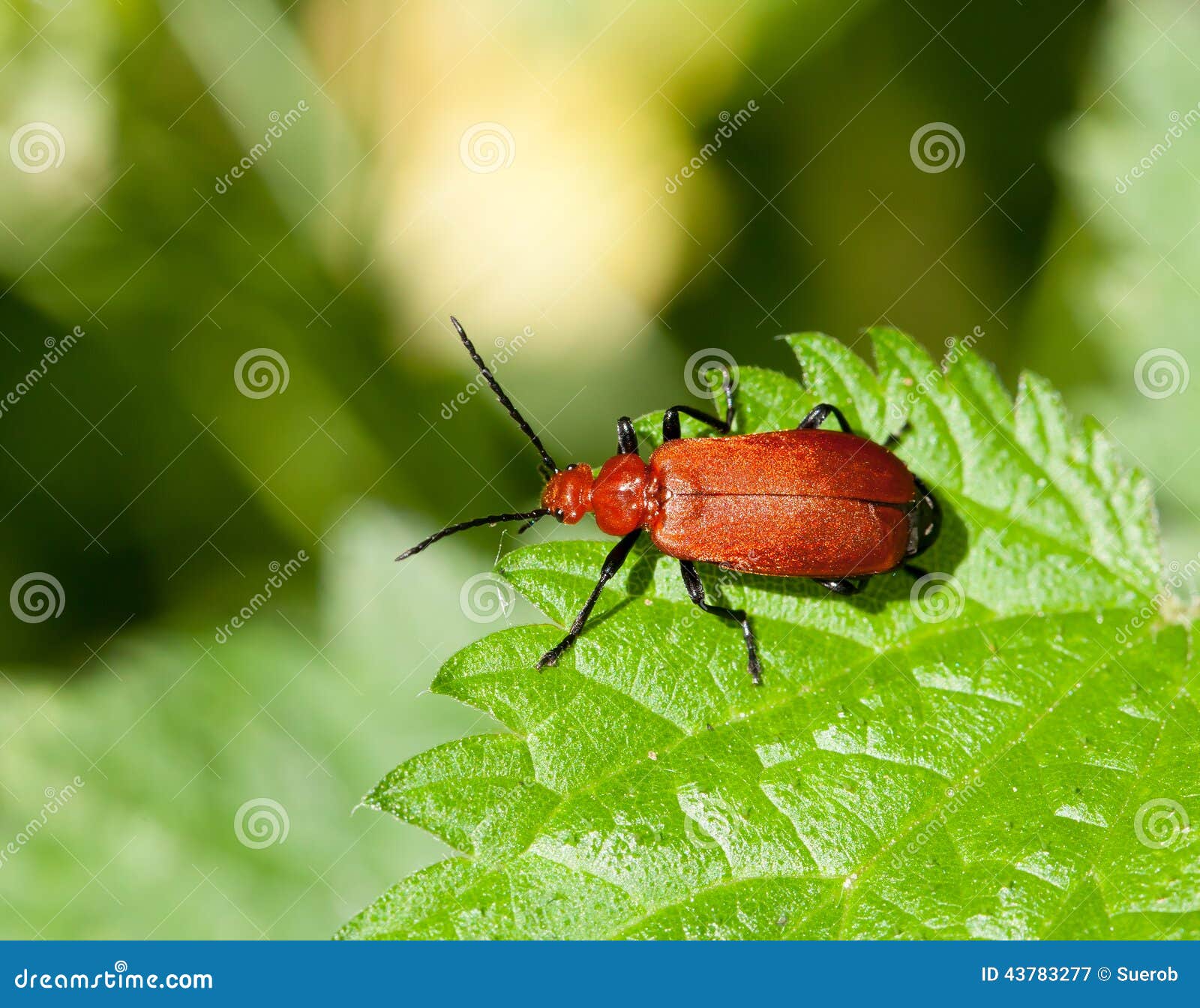 Cardinal Beetle stock image. Image of beetle, nature - 43783277