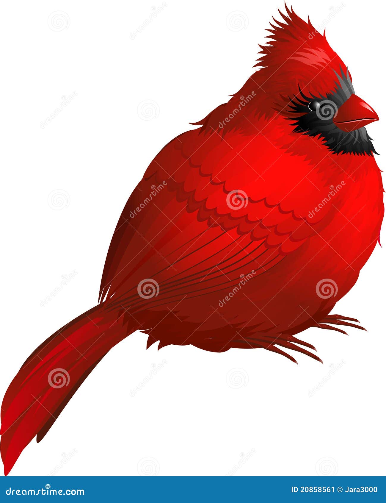 Cardinal bird stock vector. Illustration of graphic, isolated - 20858561