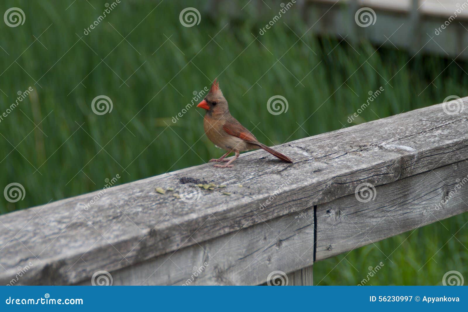 Cardinal bird stock image. Image of branch, feather, maroon - 56230997