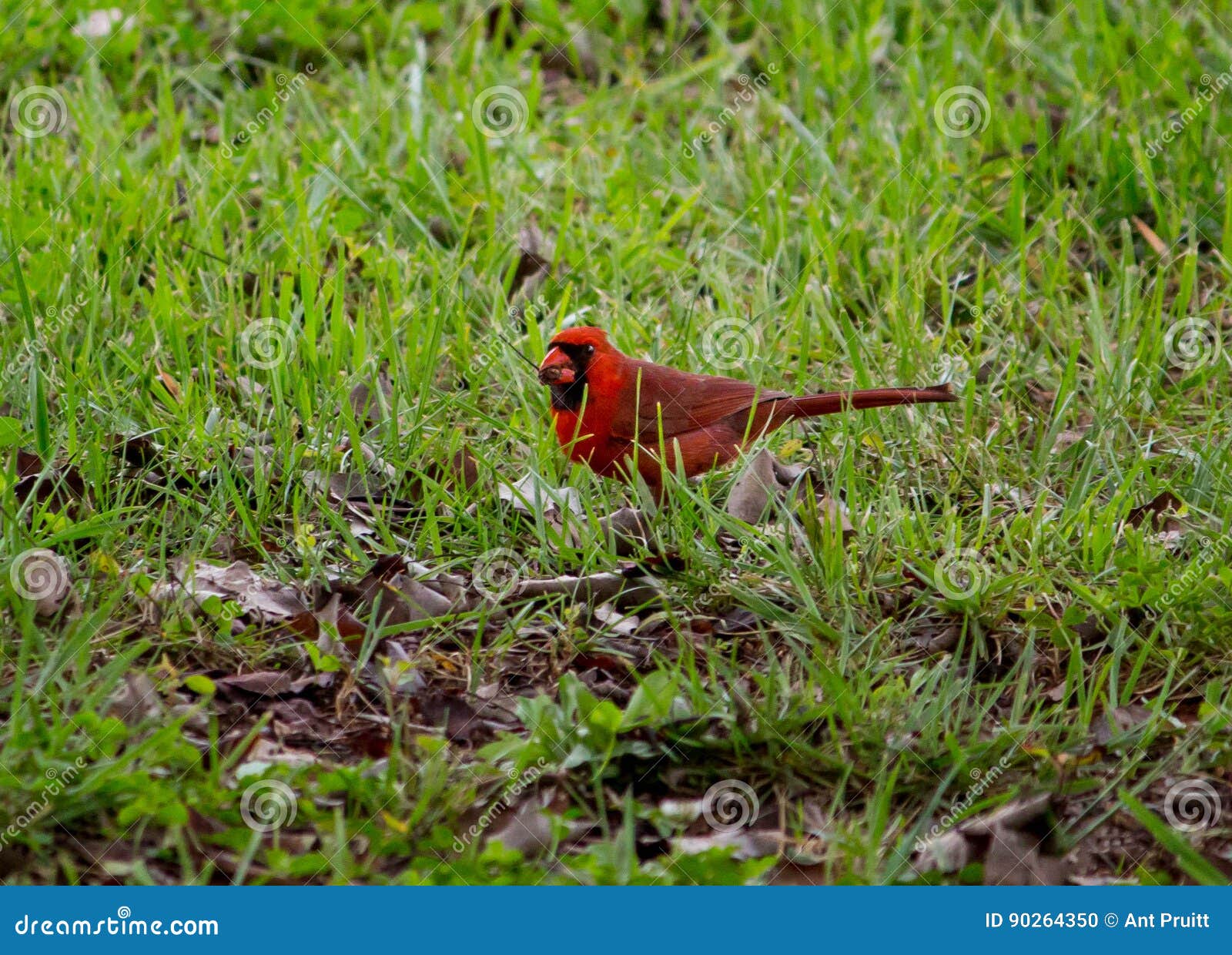 Cardinal Bird Day stock photo. Image of green, nature - 90264350