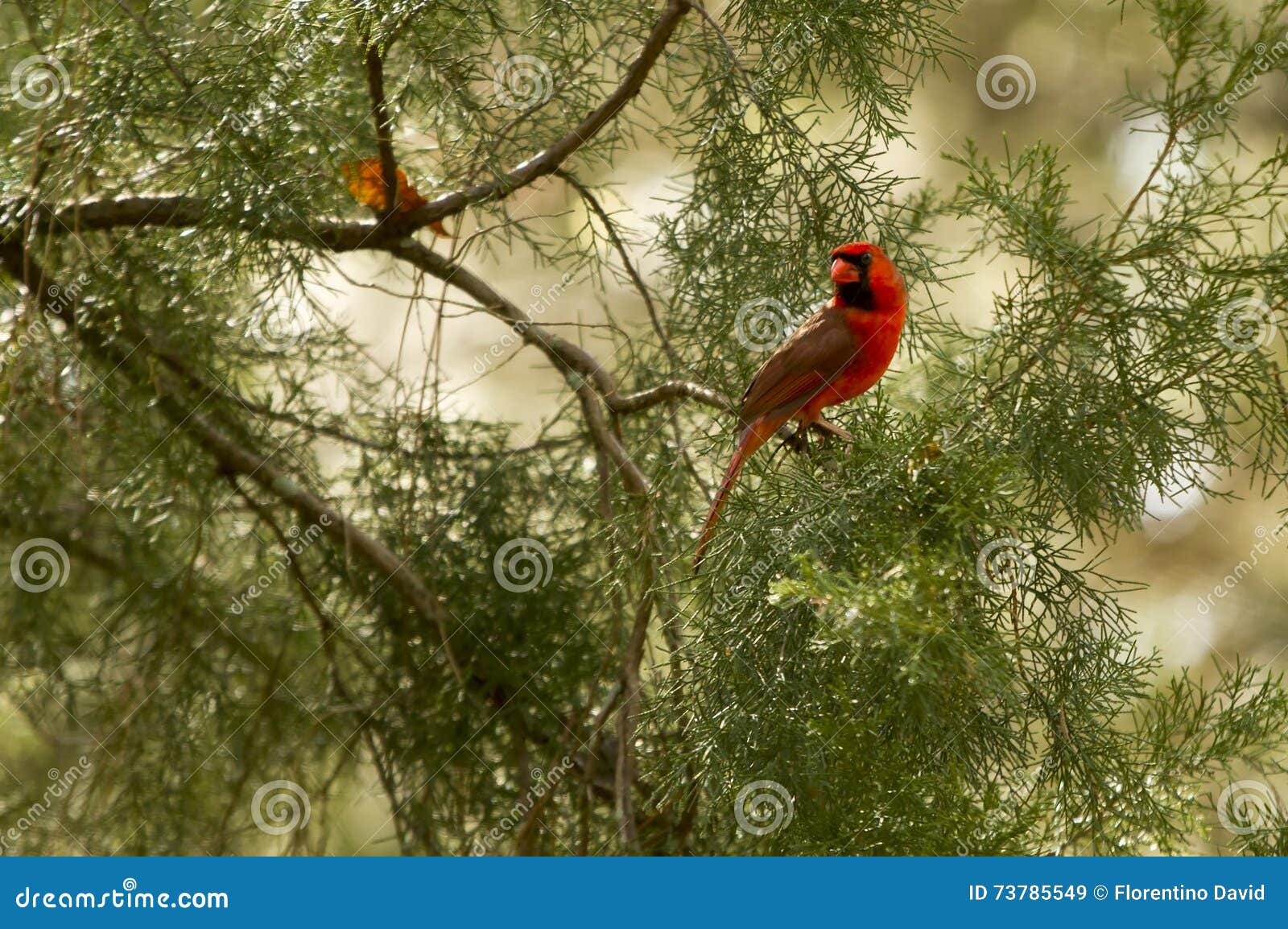 A Cardinal Bird on an Evergreen Tree Stock Image - Image of wildlife ...
