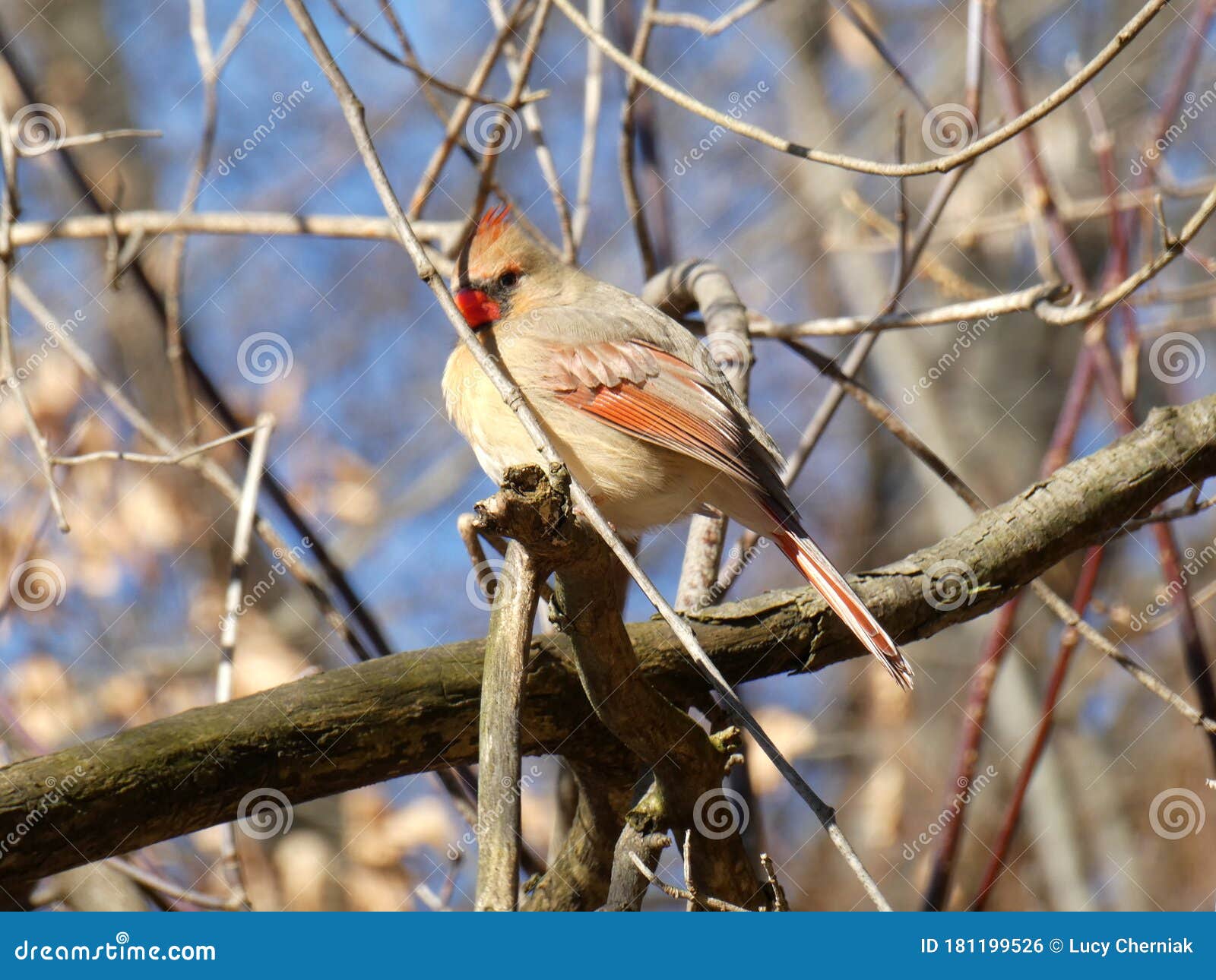 Cardinal Bird stock photo. Image of bush, wood, nature - 181199526