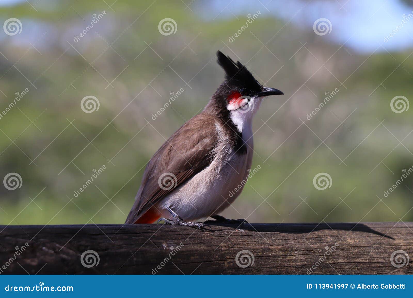 Cardinal Bird in Mauritius stock image. Image of foreground - 113941997