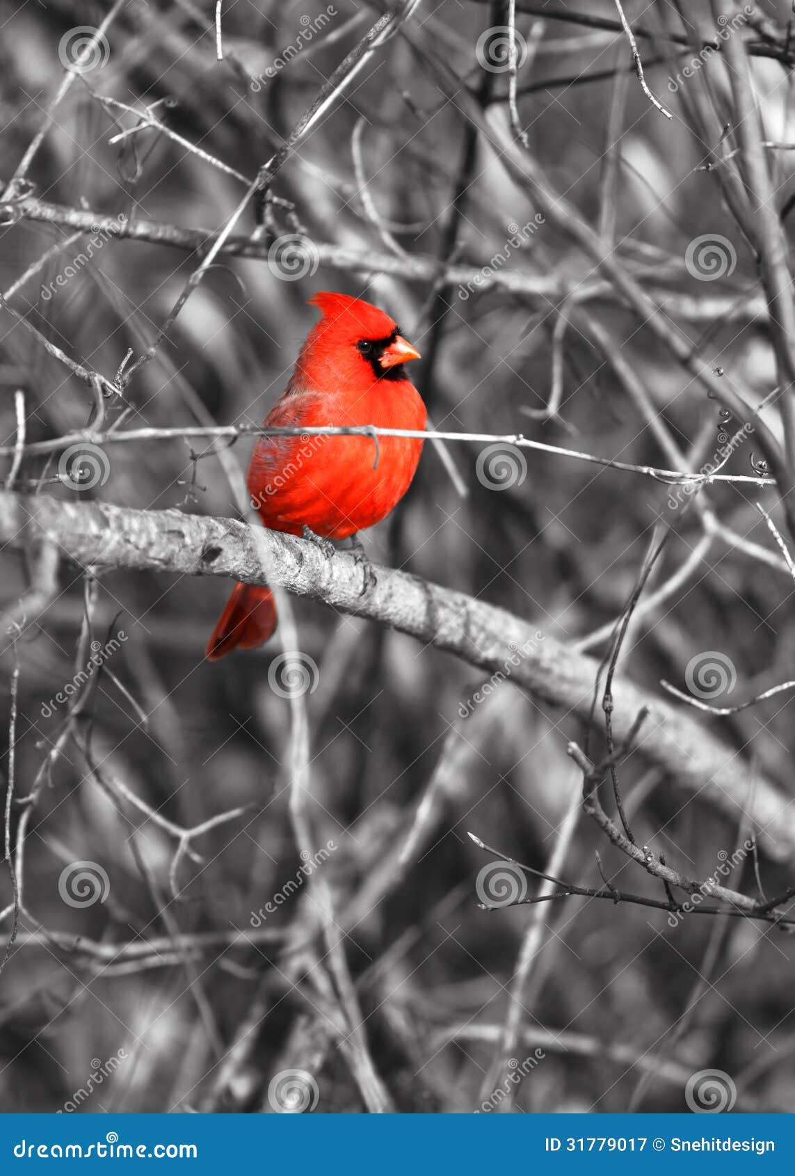 Red Cardinal Bird On A Branch: A Male Northern Cardinal Bird Perched On ...