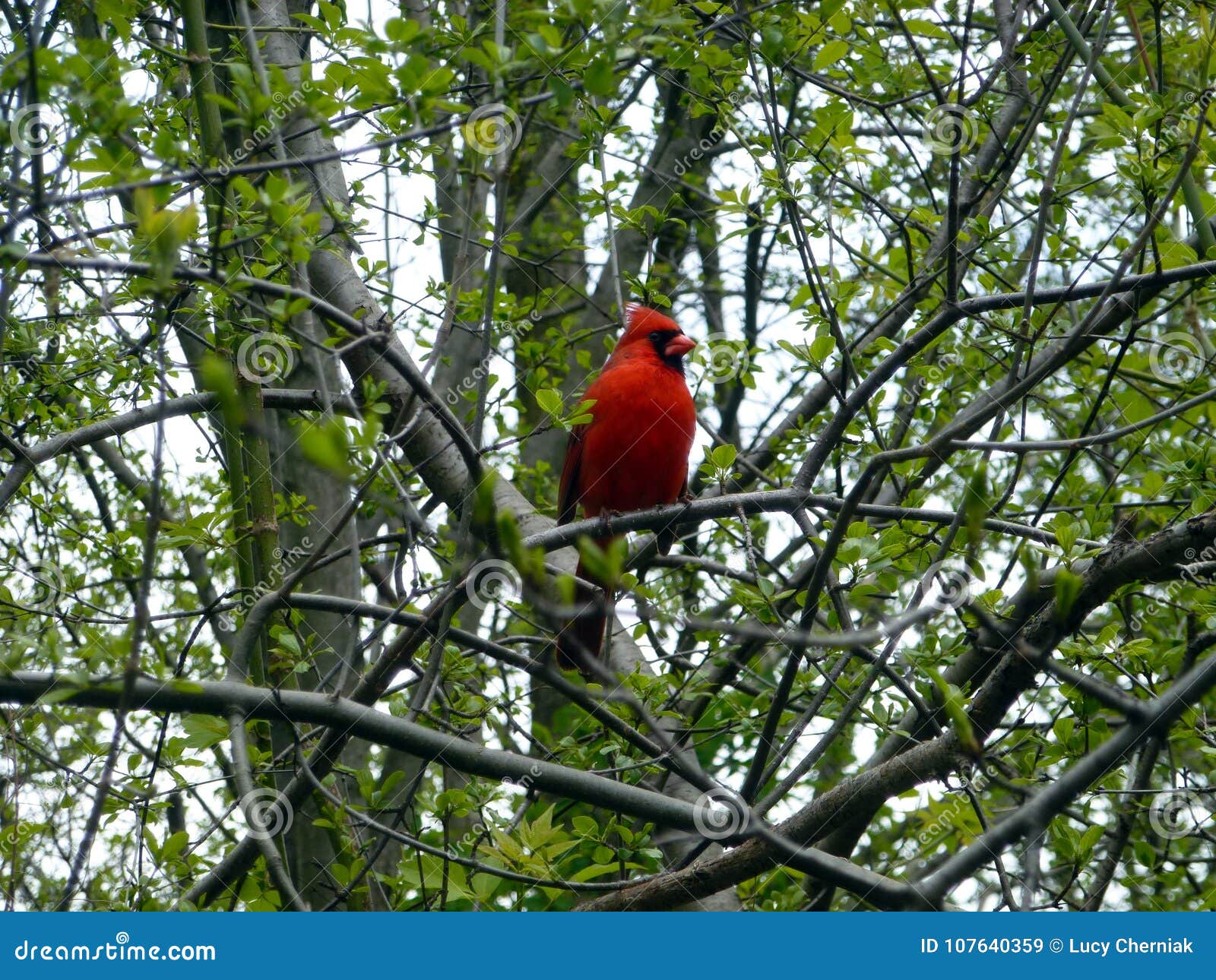 Cardinal Bird stock image. Image of bird, nature, season - 107640359