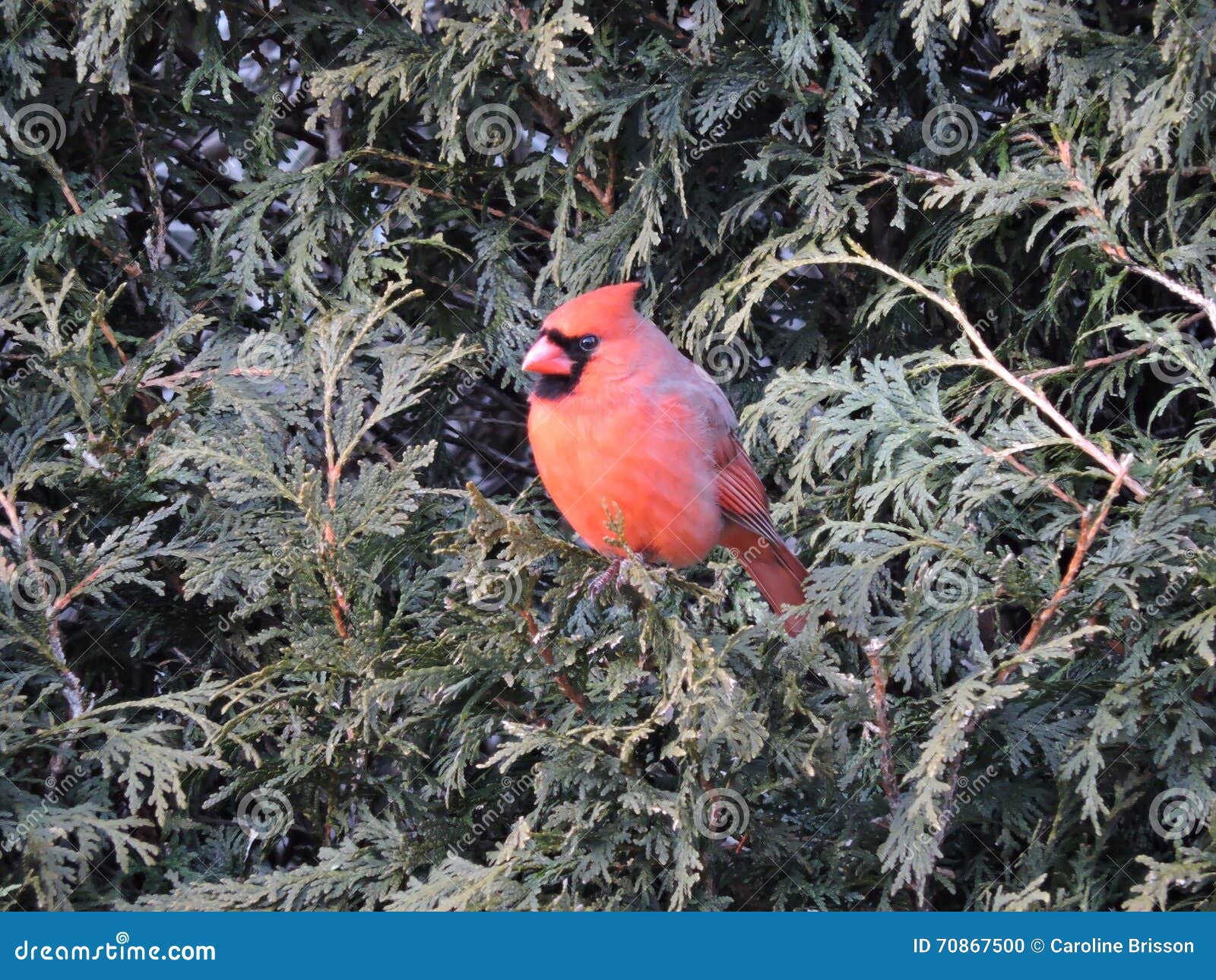 Cardinal stock photo. Image of cardinal, cedar, hedge - 70867500