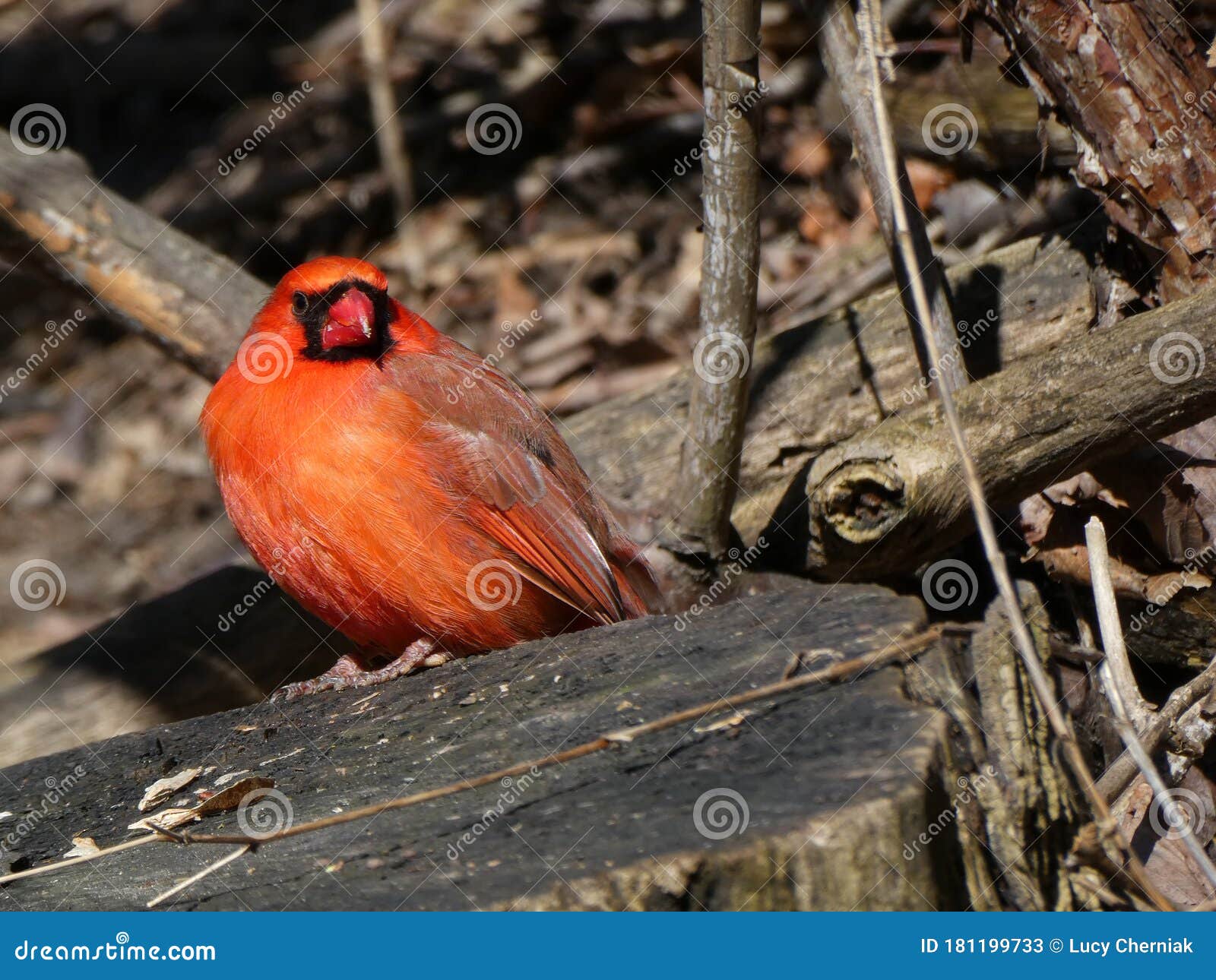 Cardinal Bird stock image. Image of animal, wildlife - 181199733