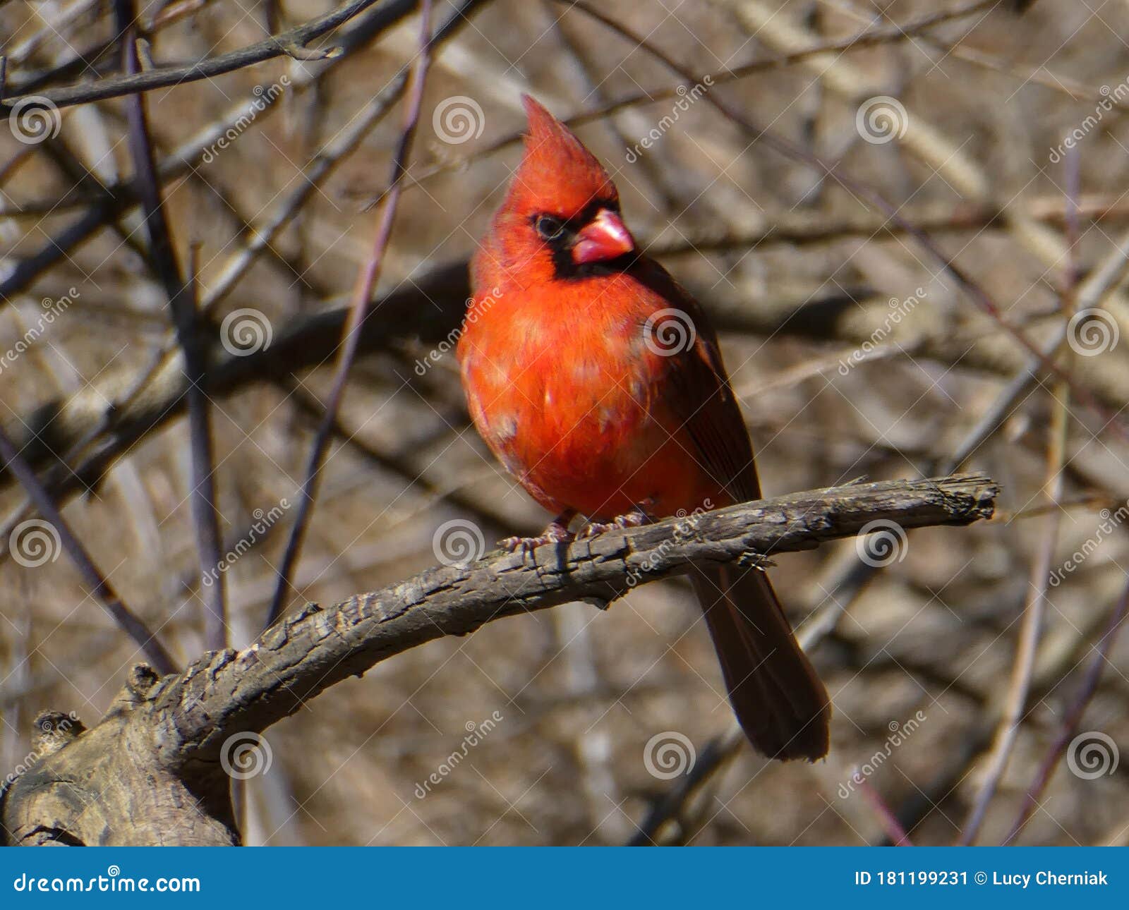 Cardinal Bird stock image. Image of nature, wildlife - 181199231