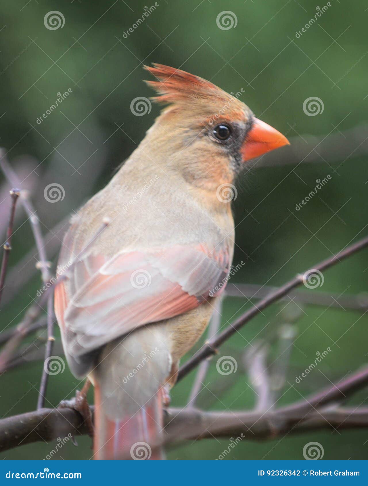 Cardinal stock photo. Image of turned, right, sitting - 92326342