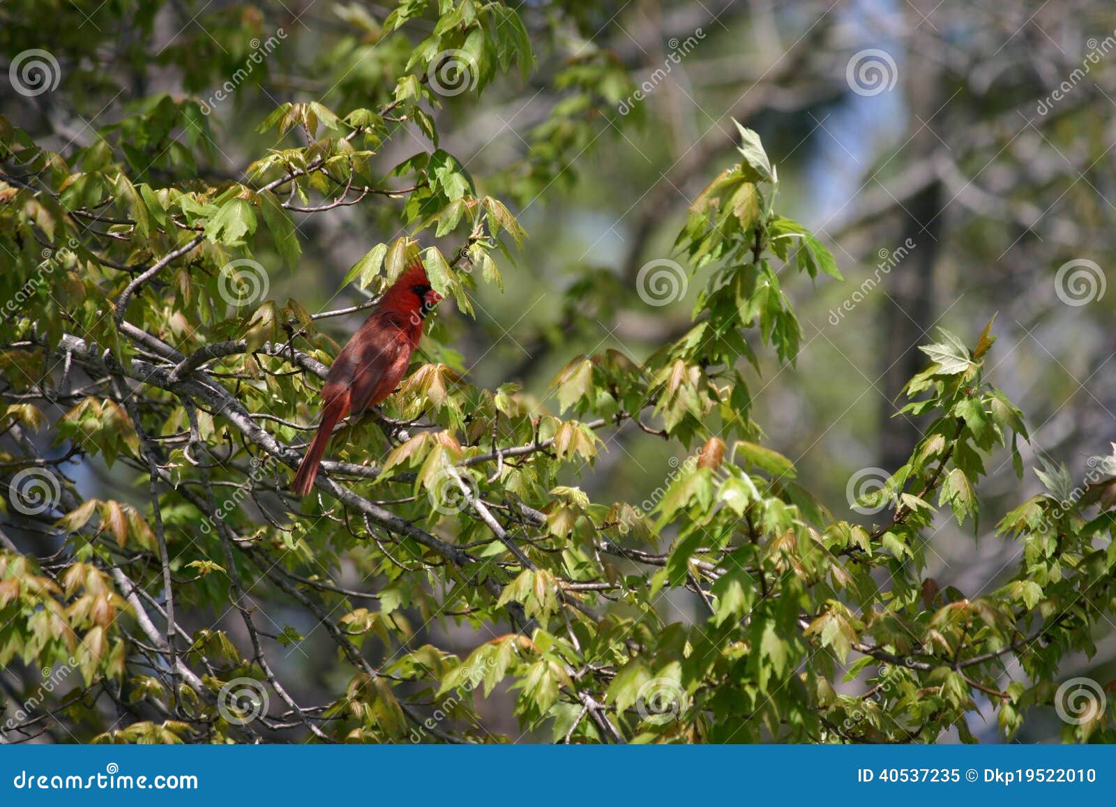 Cardinal Bird stock image. Image of porch, wsiltv, spring - 40537235