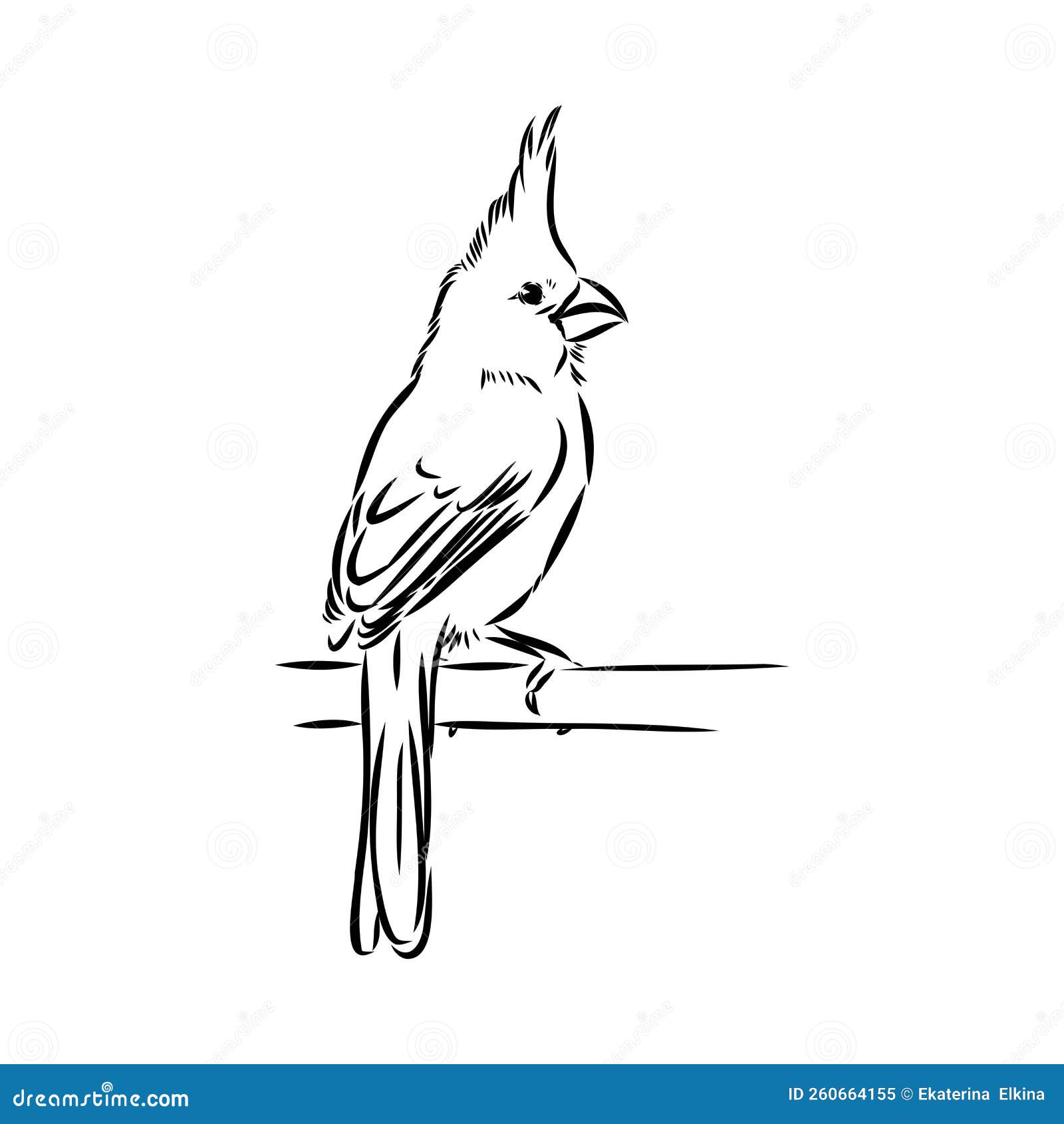 Cardinal Bird Sketch, Vector Illustration. Hand Drawn Red Cardinal Bird ...