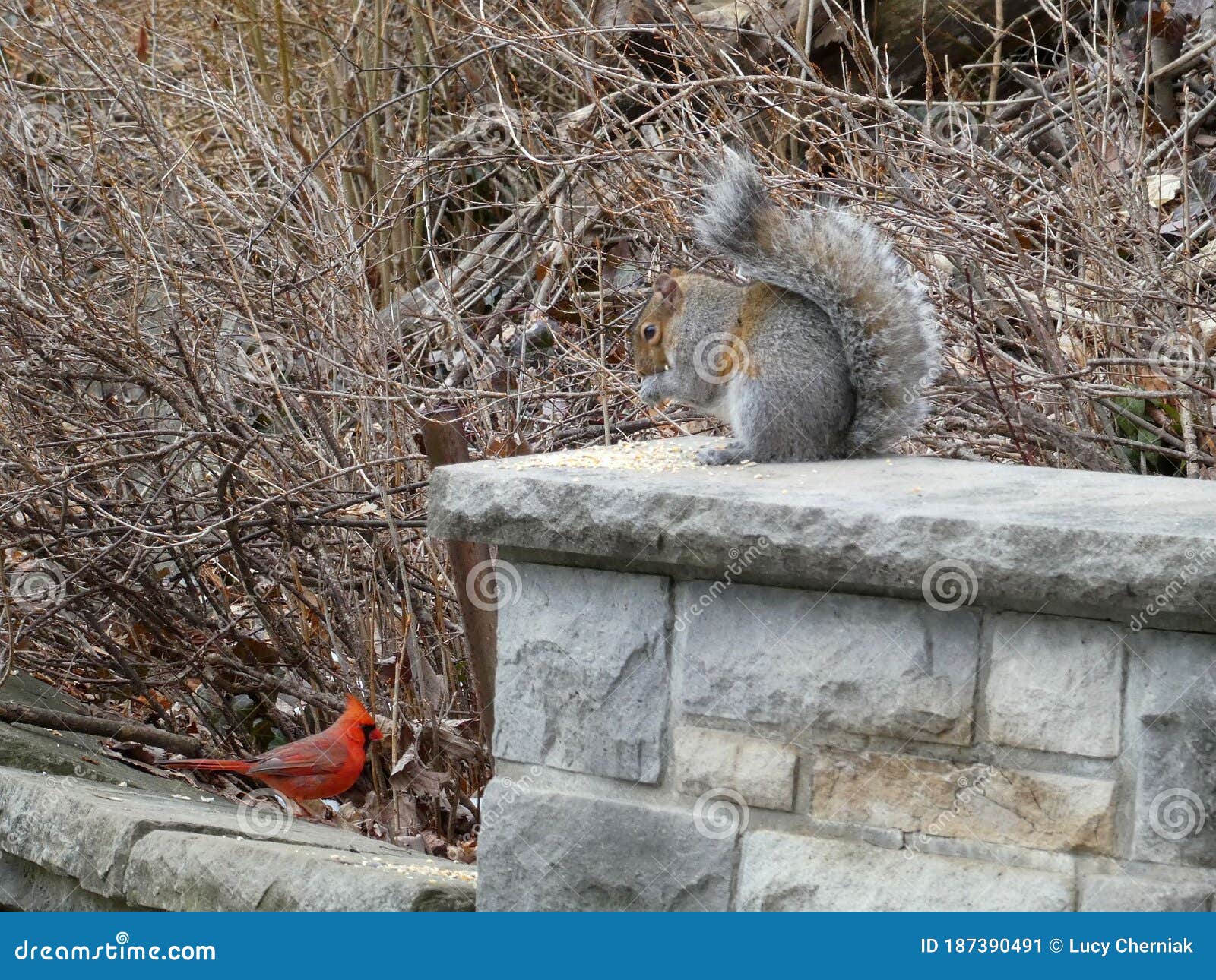 Cardinal bird and Squirrel stock image. Image of color - 187390491
