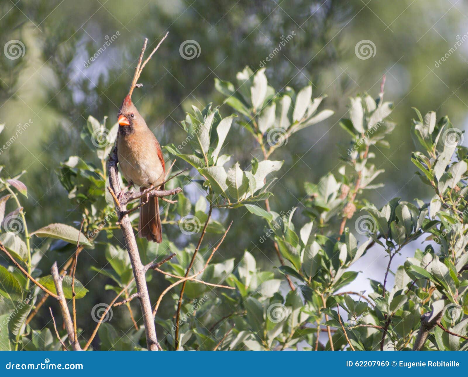 Cardinal bird in tree stock image. Image of birding, sunny - 62207969