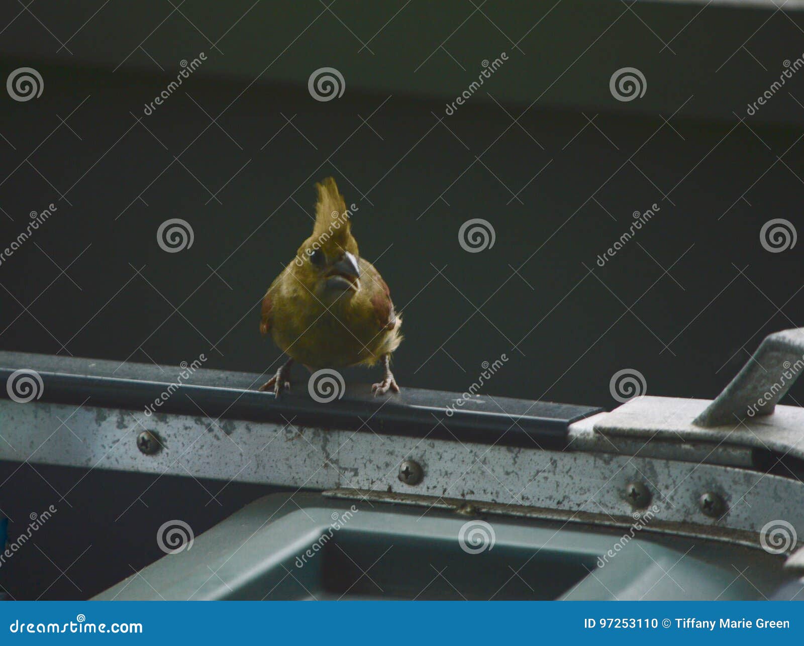 The cardinal on a boat stock photo. Image of boat, reddishbrown - 97253110