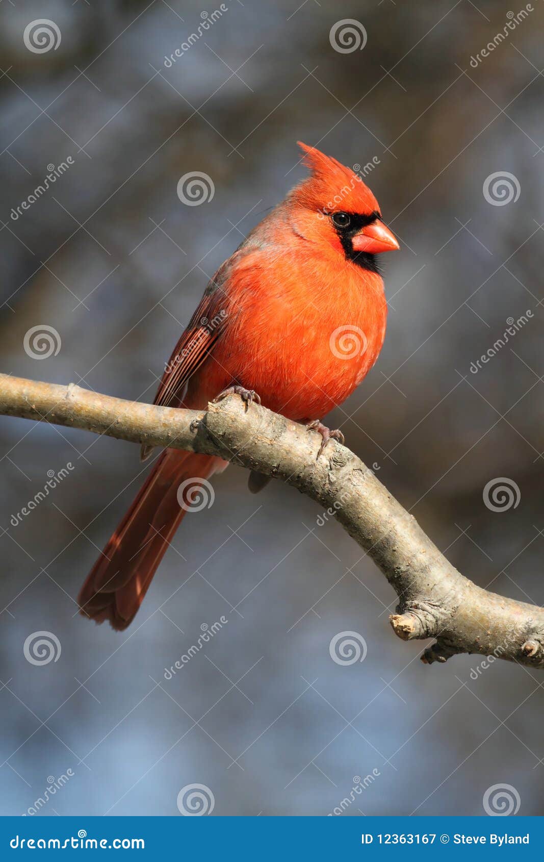 Cardinal on a Branch stock image. Image of tree, wildlife - 12363167