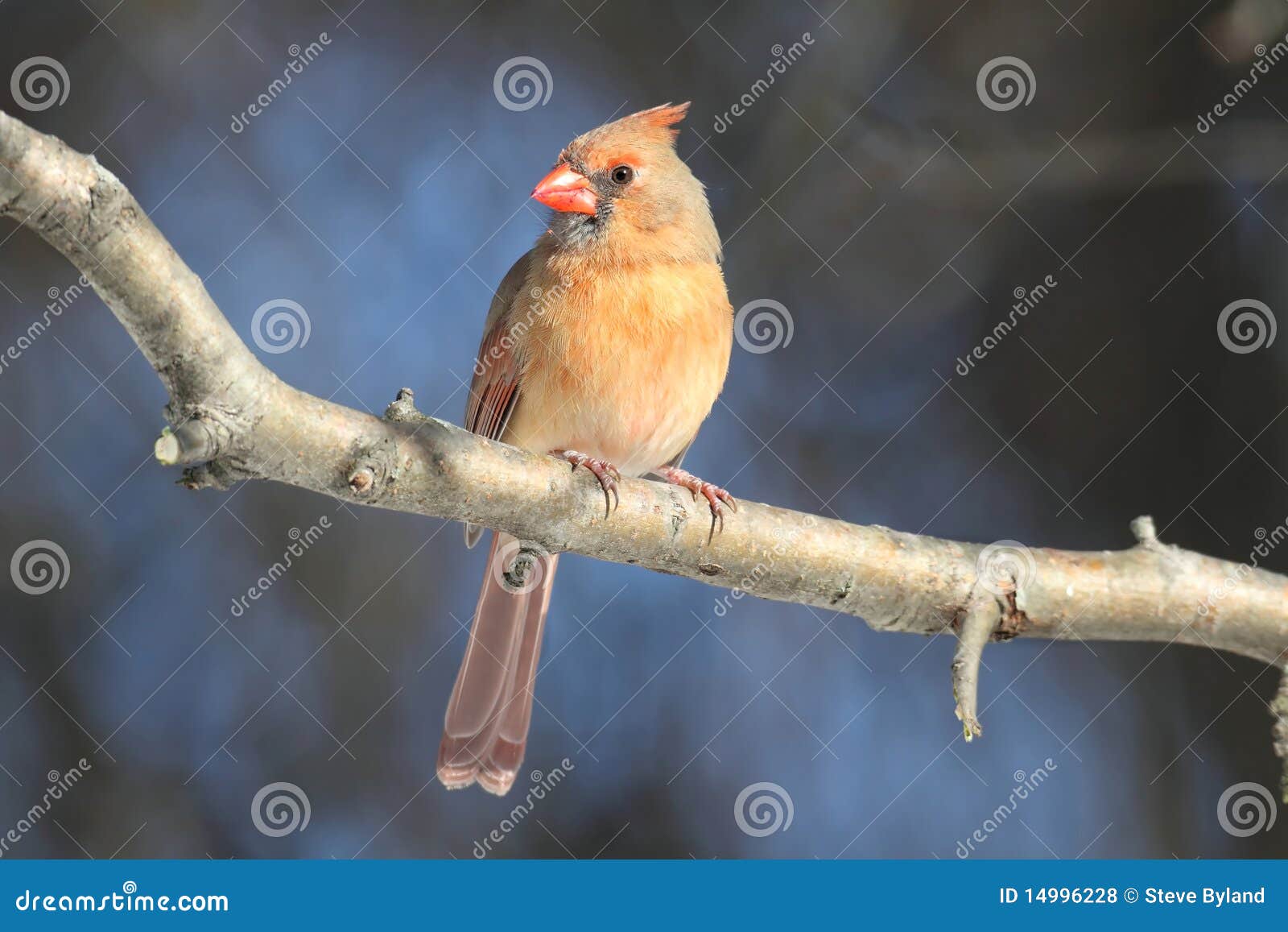 Cardinal on a Branch stock photo. Image of cardinal, ornithology - 14996228