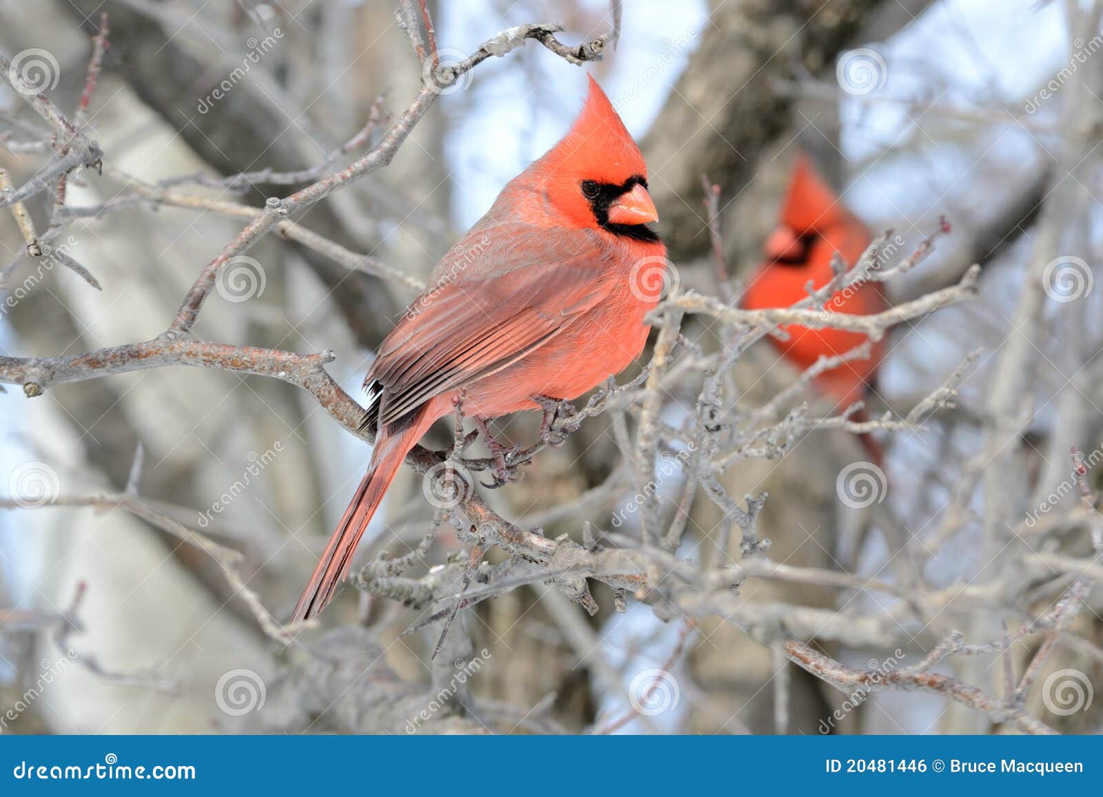 Cardinal on a Branch stock photo. Image of bird, woods - 20481446