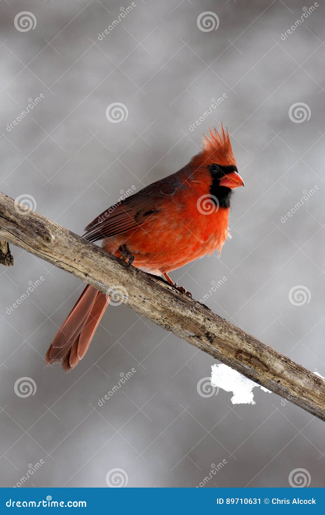 Cardinal on a branch stock image. Image of time, spring - 89710631