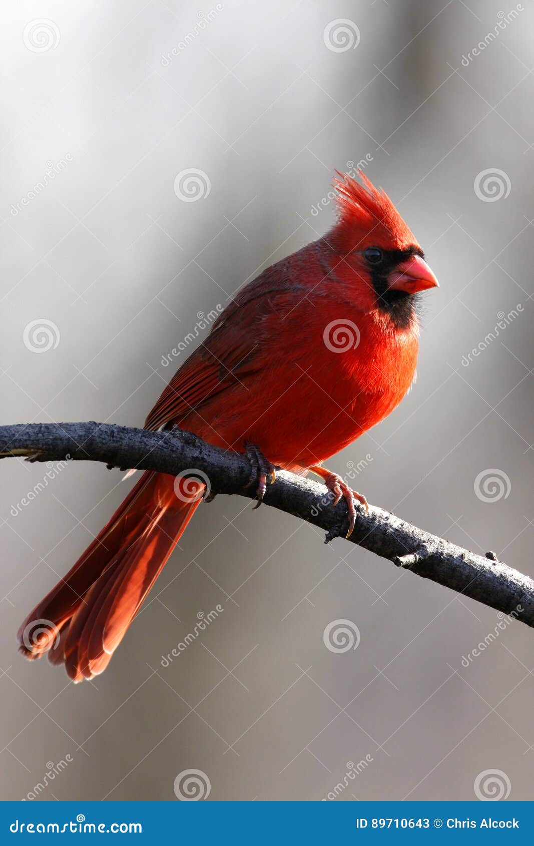 Cardinal on a branch stock image. Image of cloudy, feed - 89710643