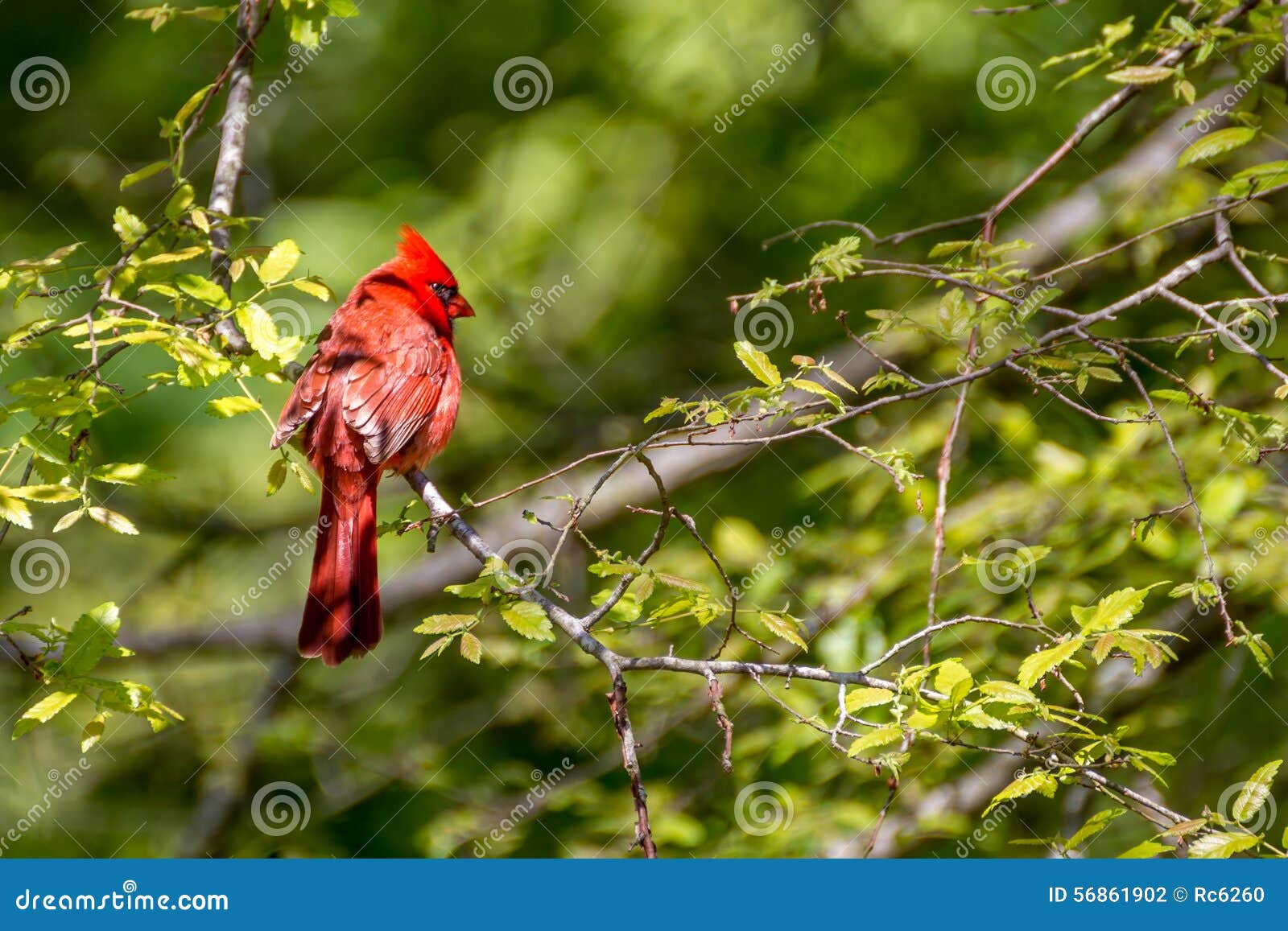 Cardinal on a Branch stock photo. Image of trees, branch - 56861902