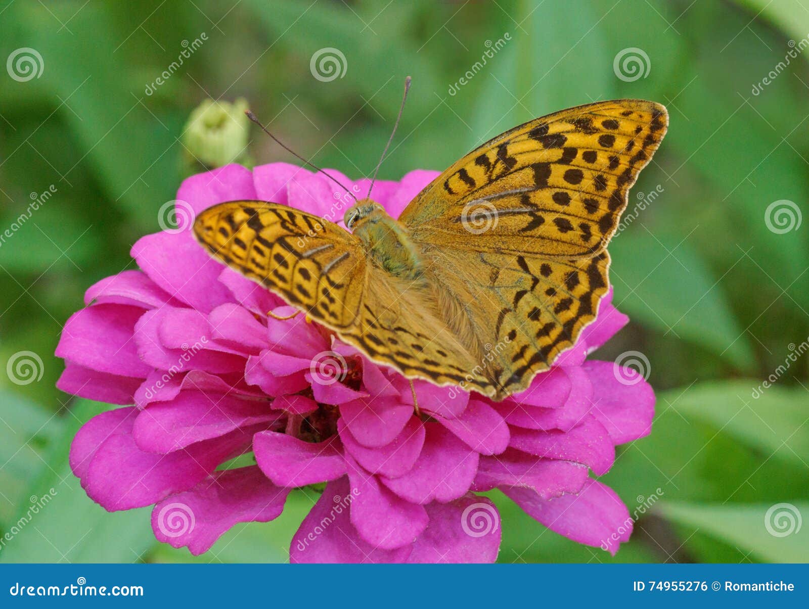 Cardinal Butterfly with Opened Wings Stock Photo - Image of brown ...