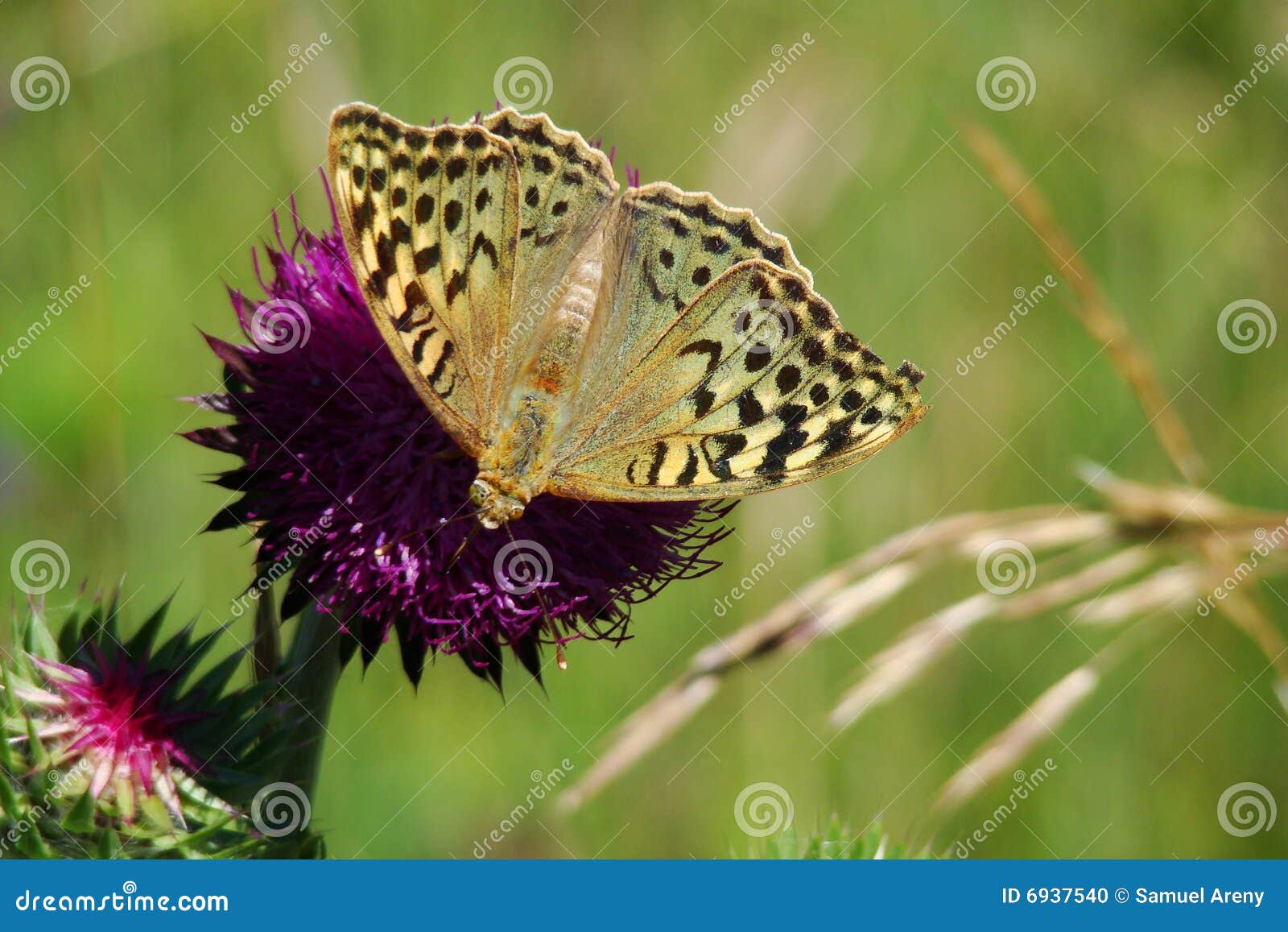 Cardinal Butterfly on Thystle Stock Photo - Image of flower, pandora ...