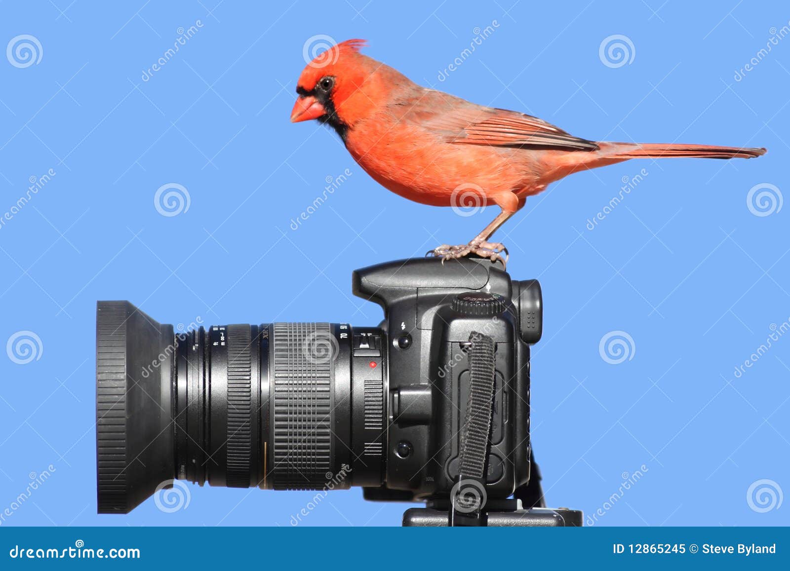 Cardinal on a Camera stock image. Image of birds, wing - 12865245