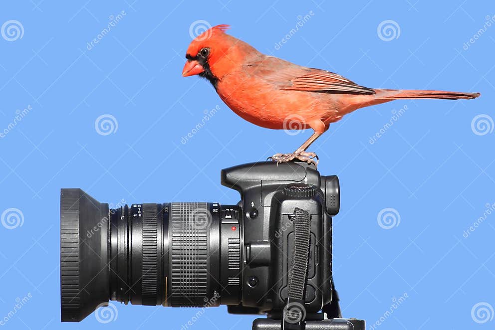 Cardinal on a Camera stock image. Image of birds, wing - 12865245