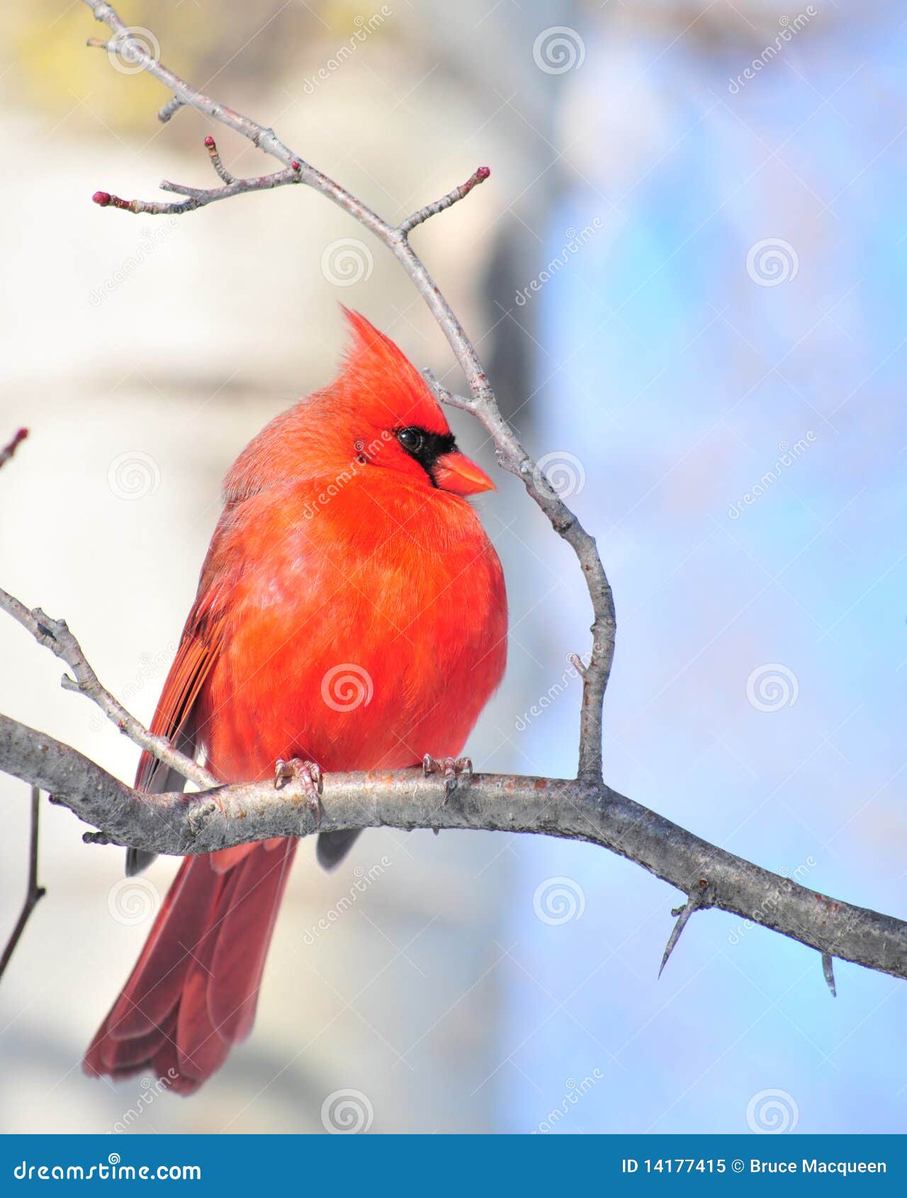 Cardinal (Cardinalis Cardinalis) Stock Image - Image of nature, bird ...