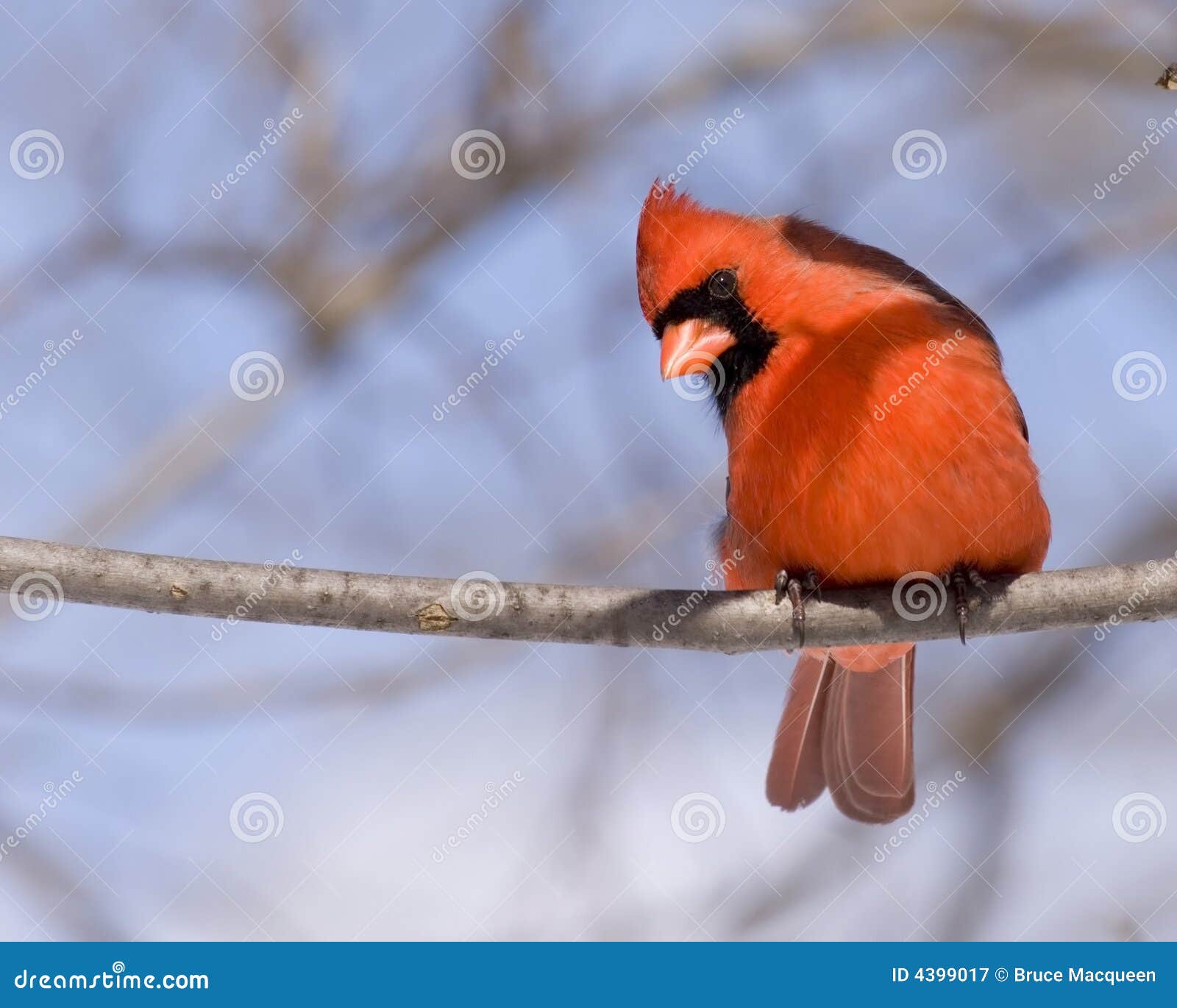 Cardinal (Cardinalis Cardinalis) Stock Image - Image of woods, bird ...
