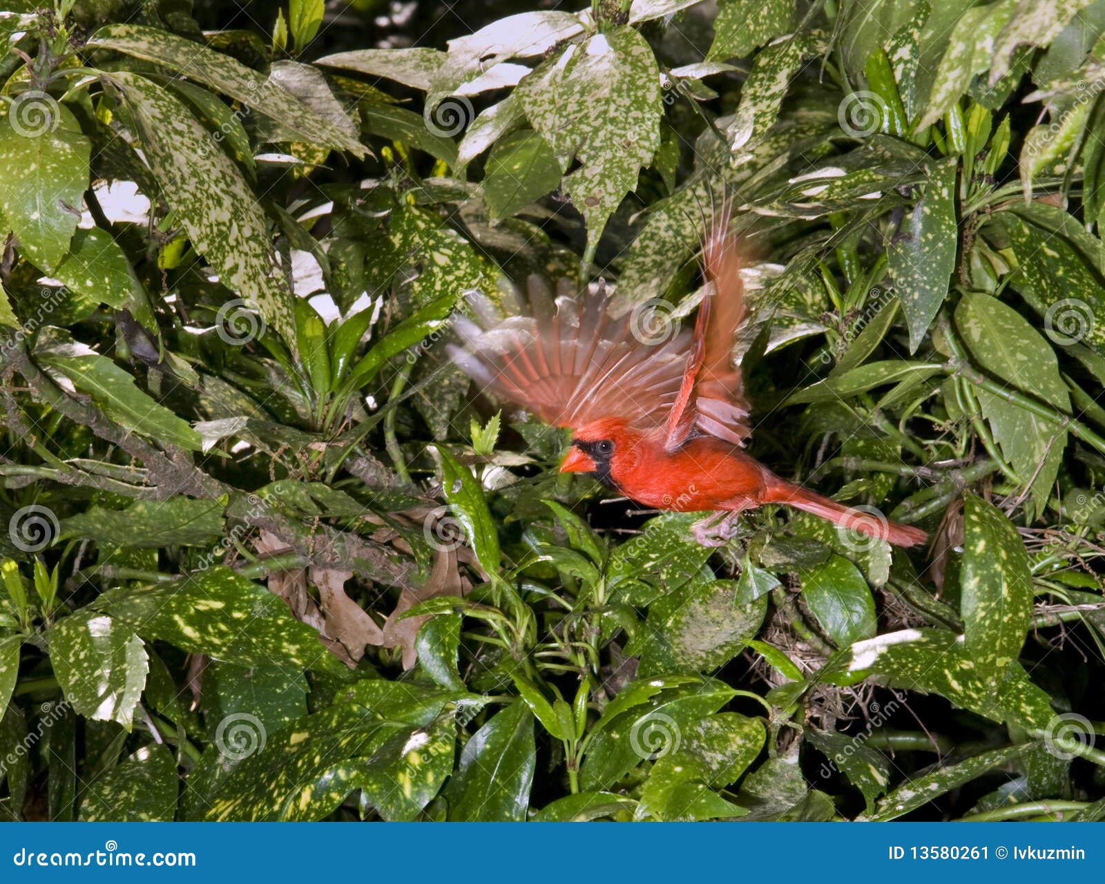 The Cardinal (Cardinalis Cardinalis) Flying. Stock Image - Image of ...