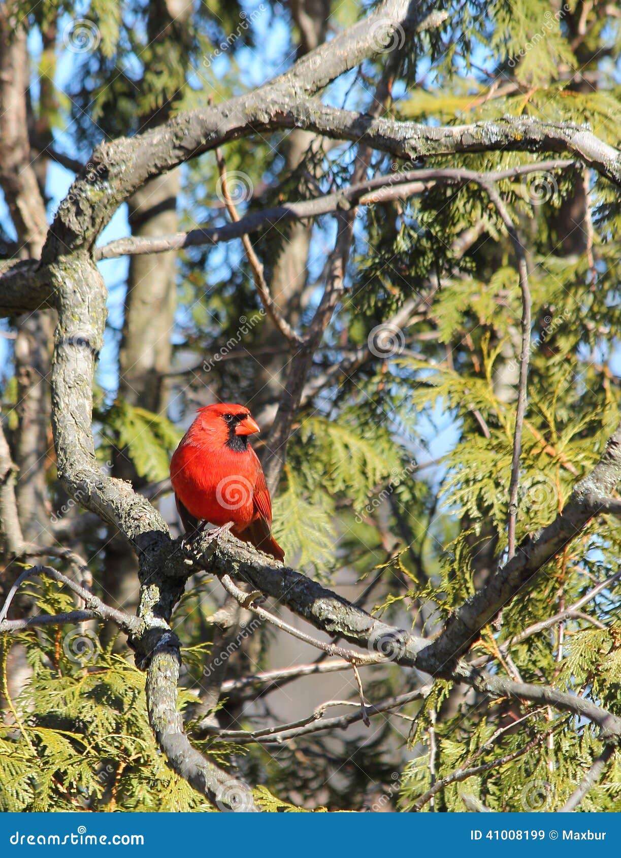 Cardinal in Cedar stock image. Image of cardinal, birds - 41008199