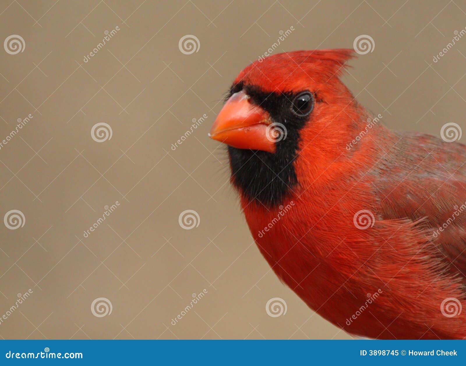 Cardinal Closeup stock image. Image of passerine, cardinal - 3898745