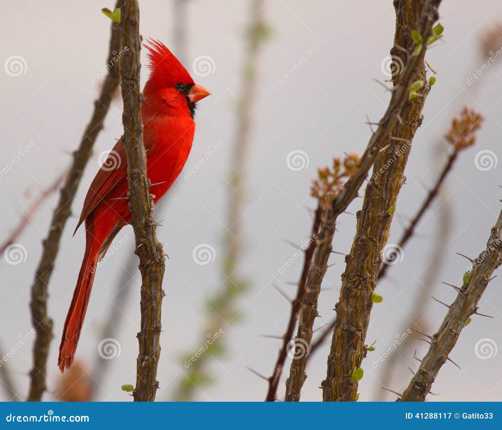 Cardinal on Desert Perch stock image. Image of desert - 41288117