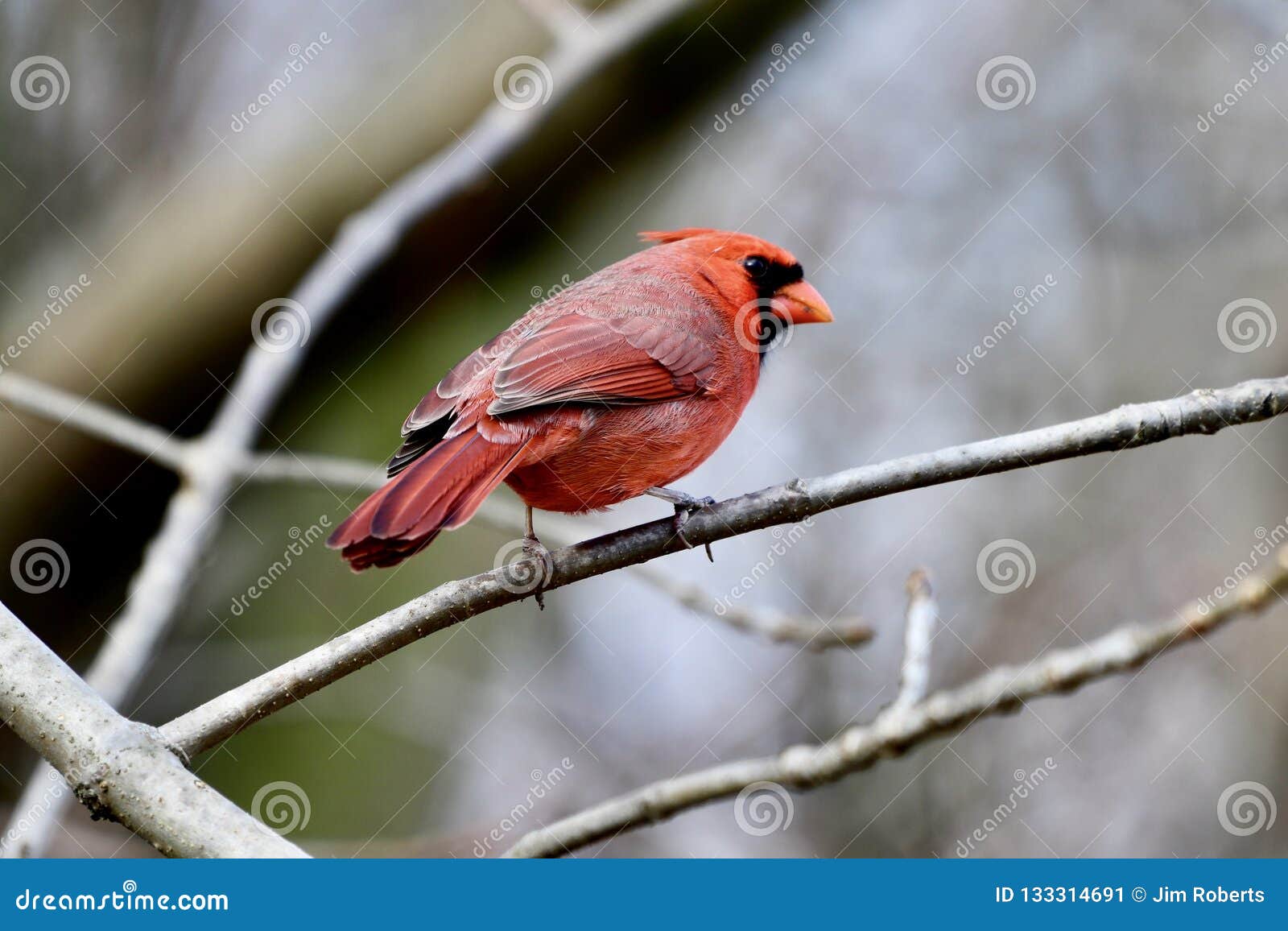 On Cardinal Do Norte Masculino Um Ramo Imagem de Stock - Imagem de ...