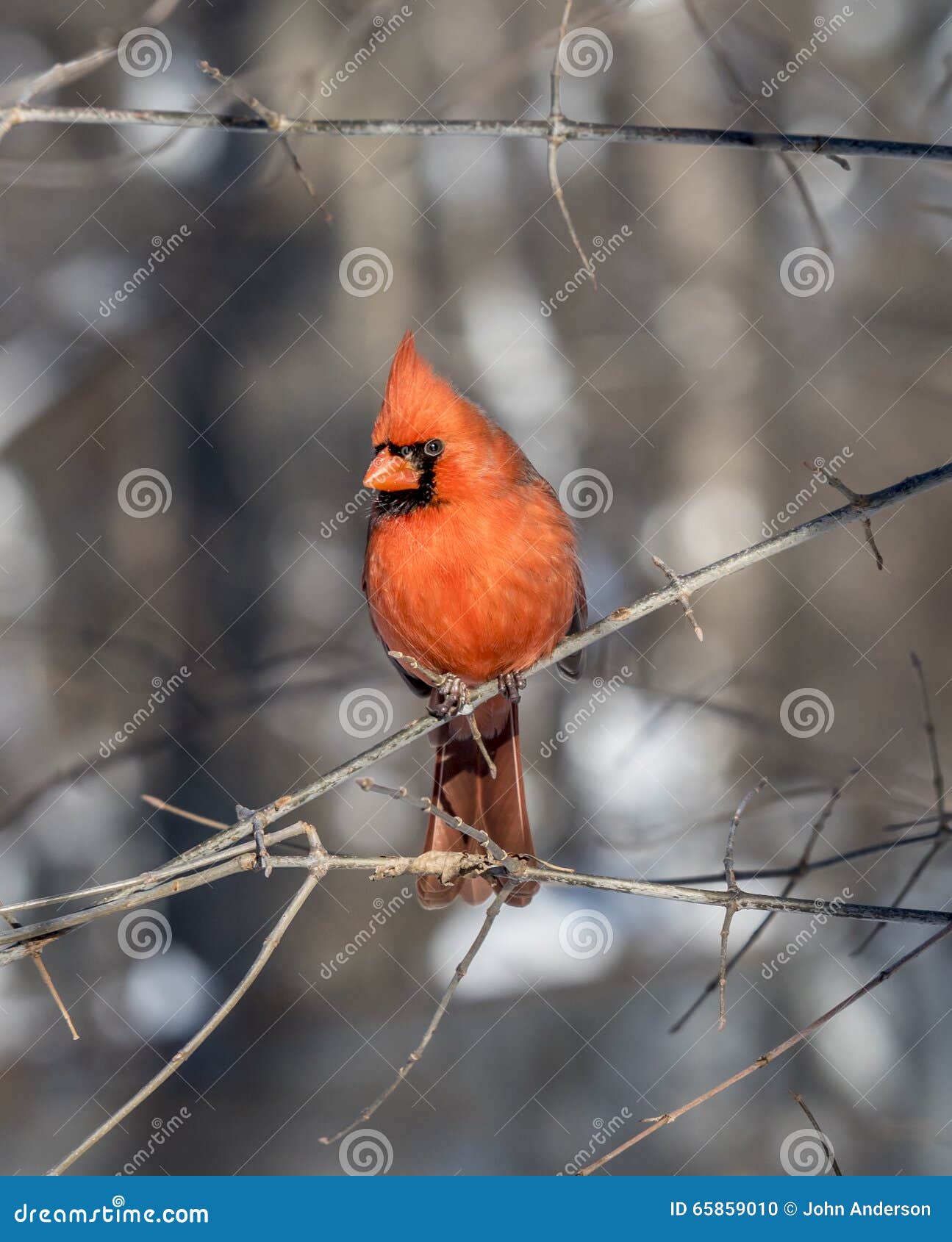 Cardinal Du Nord, Cardinalis De Cardinalis Photo stock - Image du ...