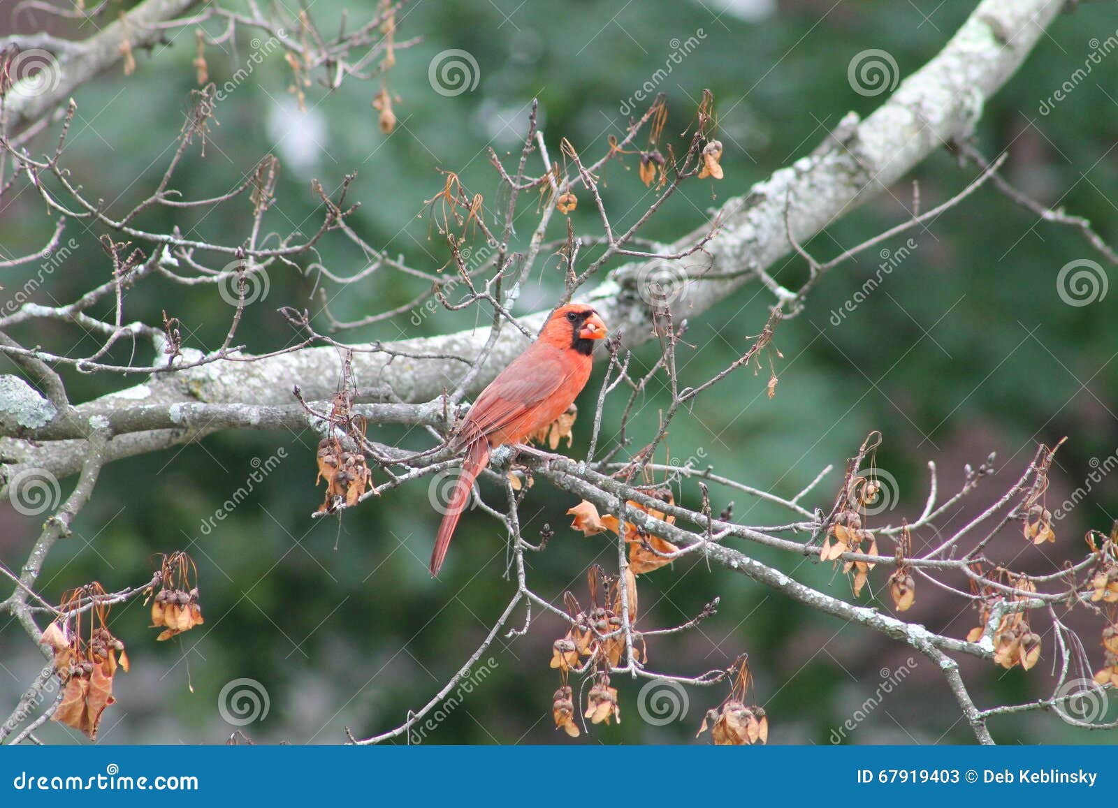 Cardinal Eating Seed stock image. Image of cardinal, eating - 67919403