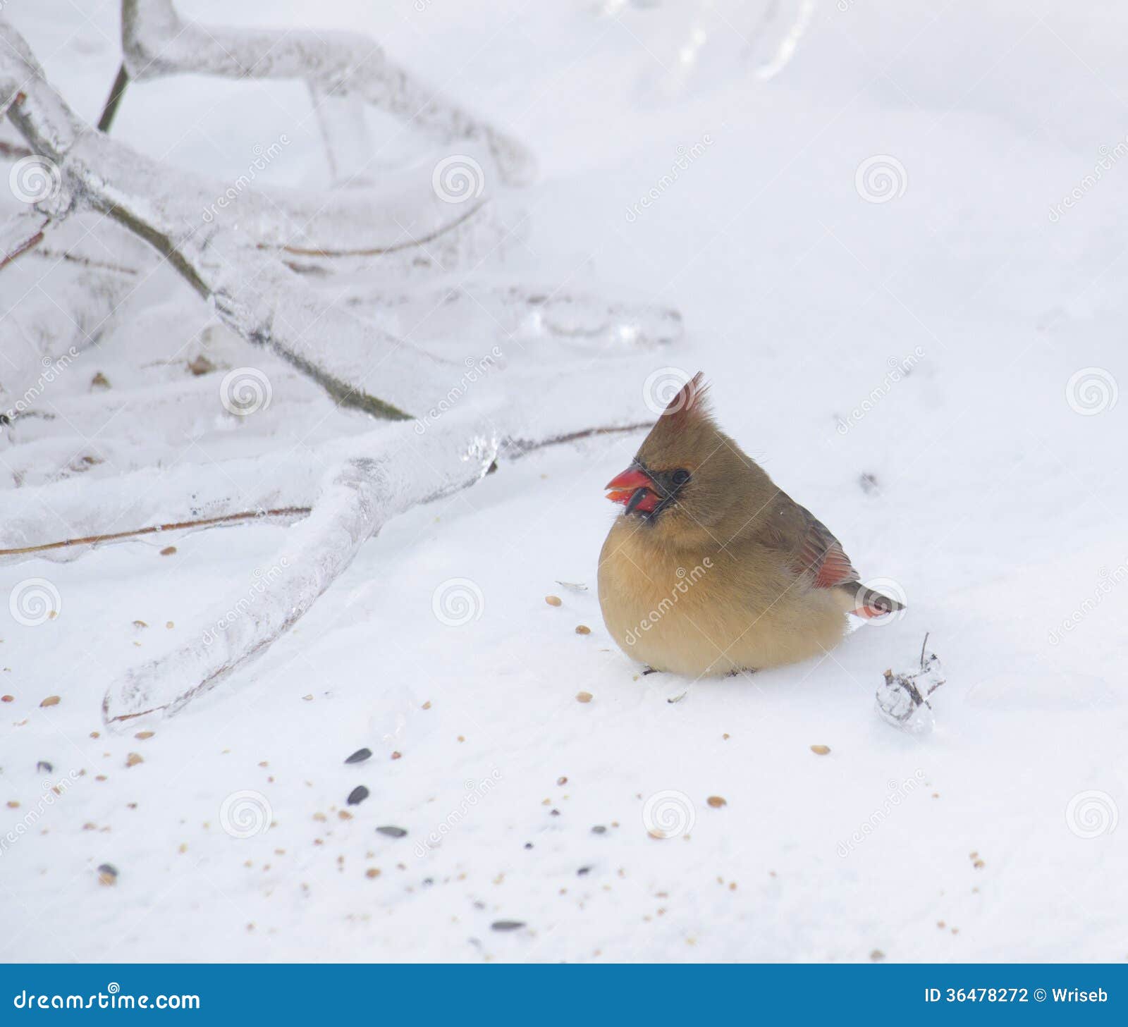 A Cardinal Eating Seeds in the Snow Stock Photo - Image of frost, cool ...