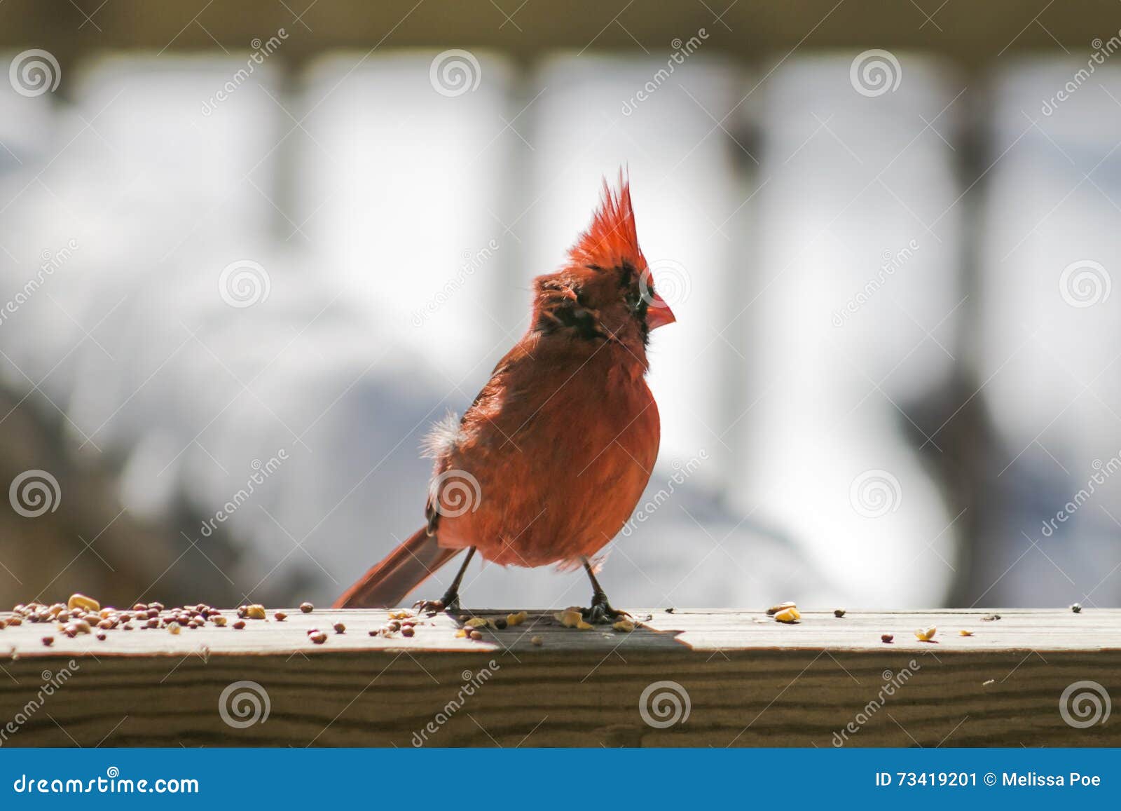 Cardinal eating.(2) stock image. Image of white, frigid - 73419201