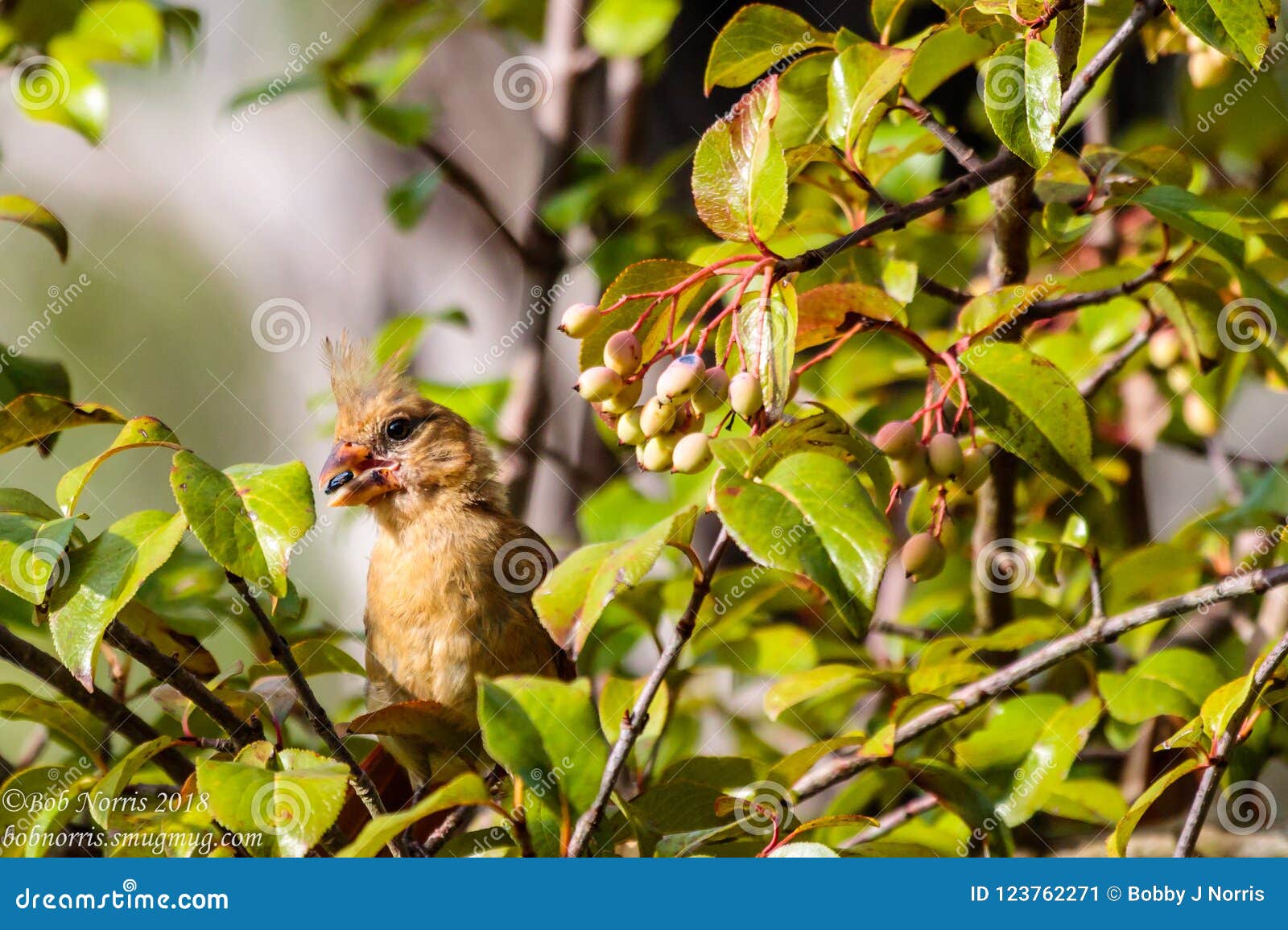 Cardinal Feeding on Seeds from the Tree Stock Image - Image of female ...