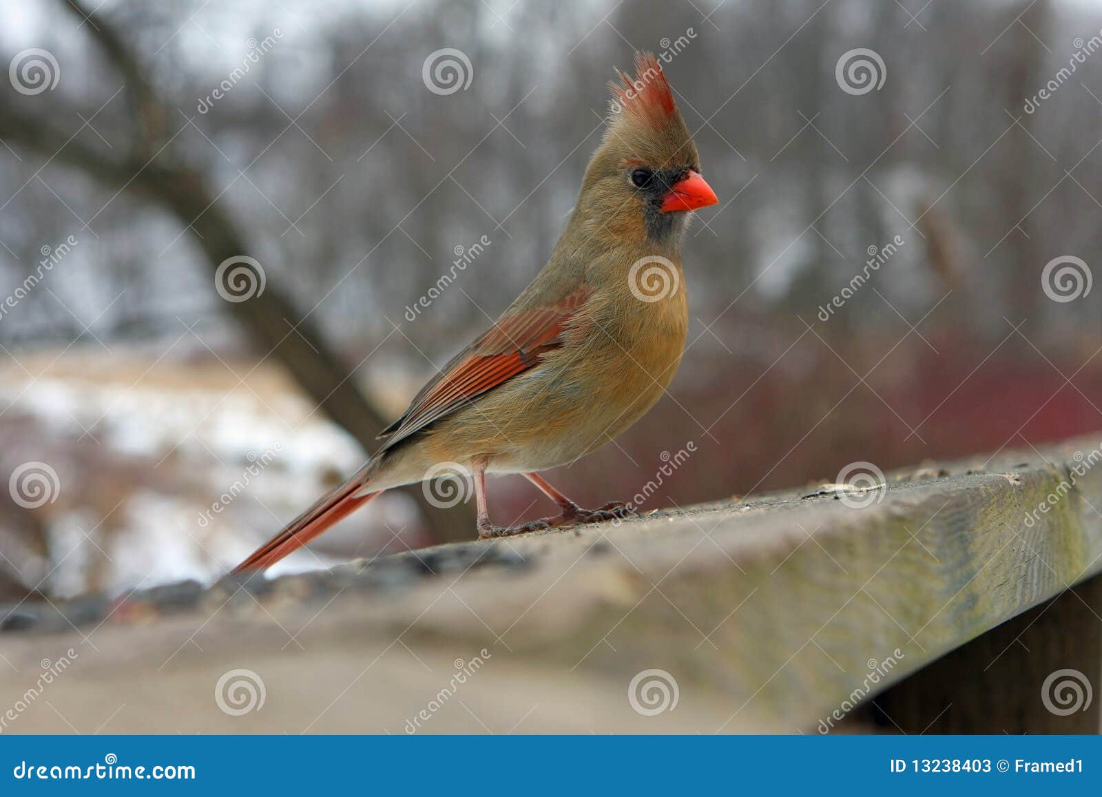 Cardinal Female stock image. Image of male, needles, feathers - 13238403