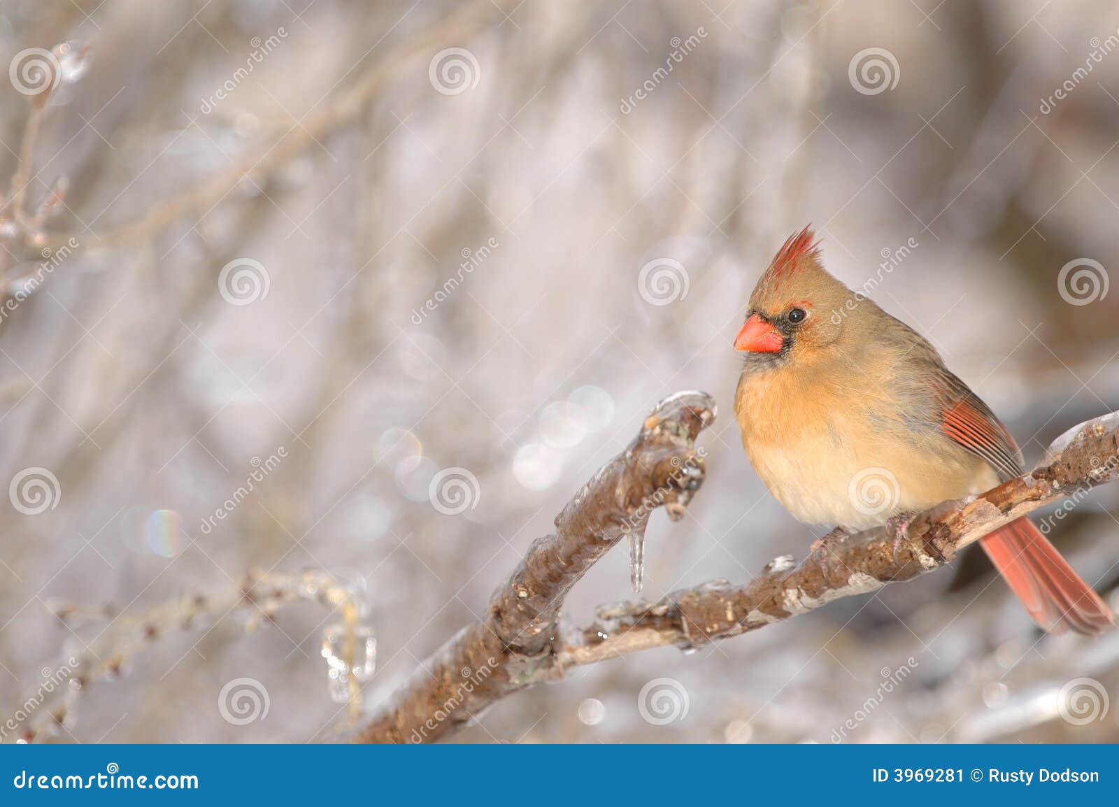 Cardinal Female stock image. Image of female, frigid, girl - 3969281
